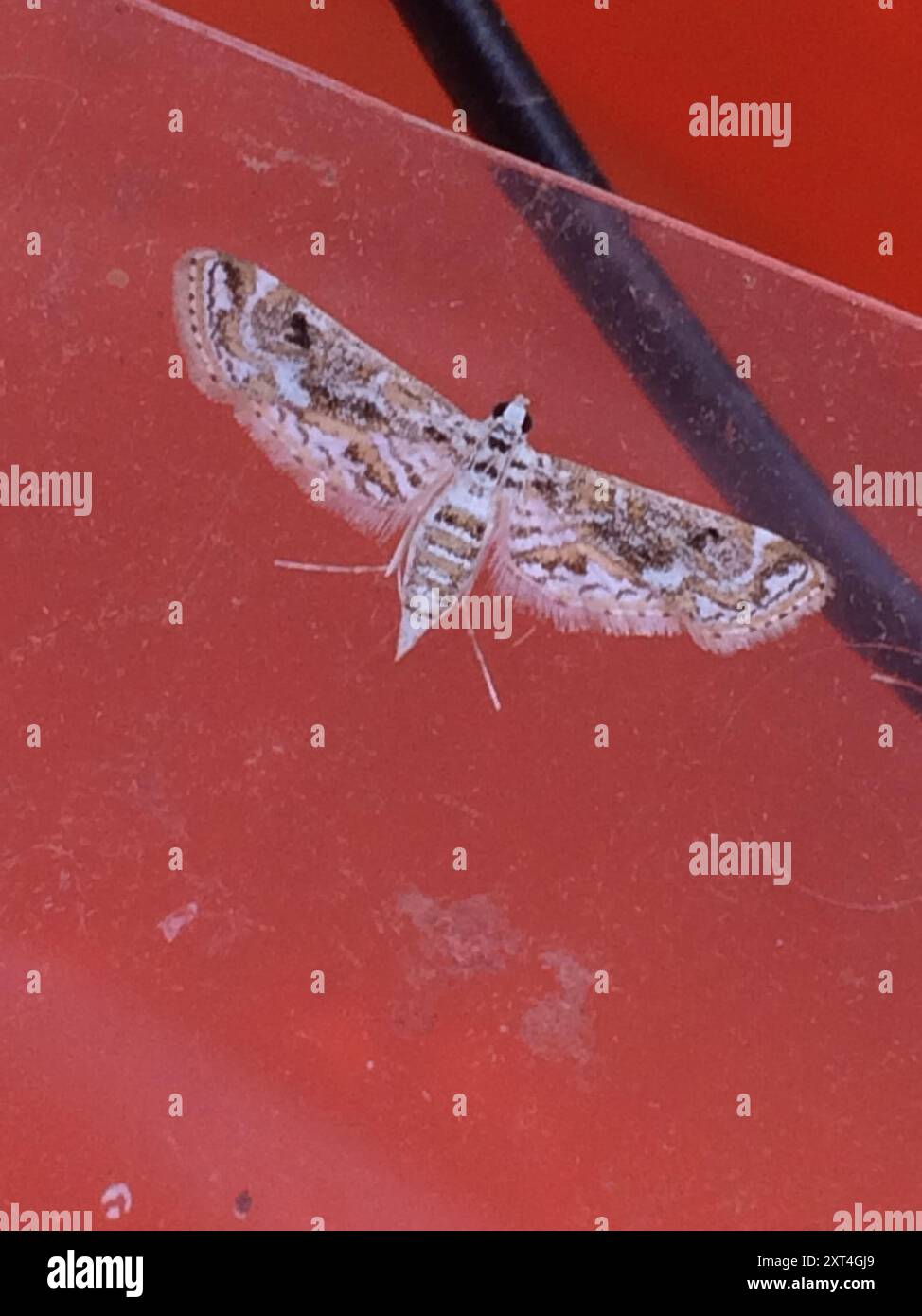 Hydrilla Leafcutter Moth (Parapoynx diminutalis) Insecta Stock Photo ...