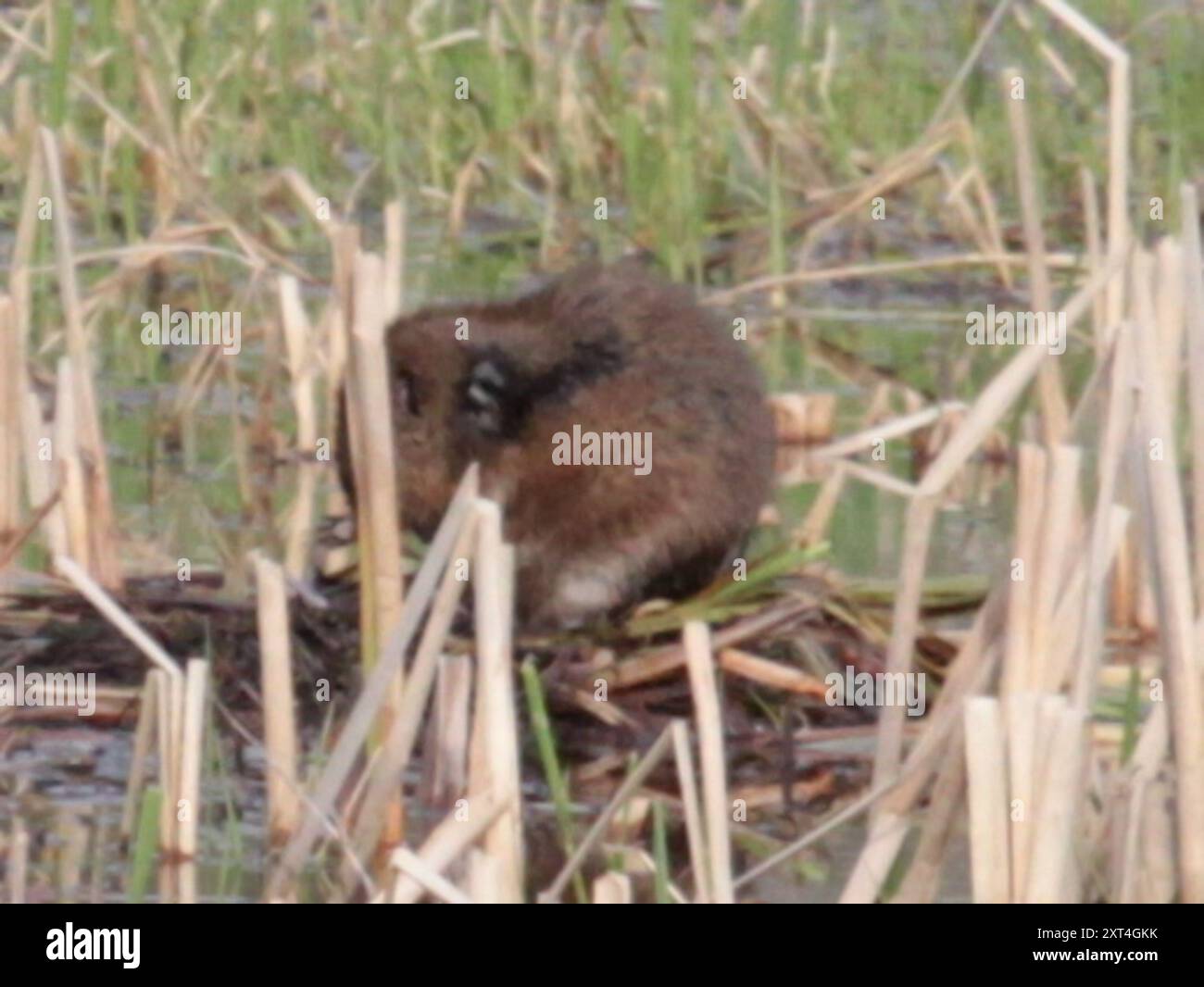 Muskrat (Ondatra zibethicus) Mammalia Stock Photo - Alamy