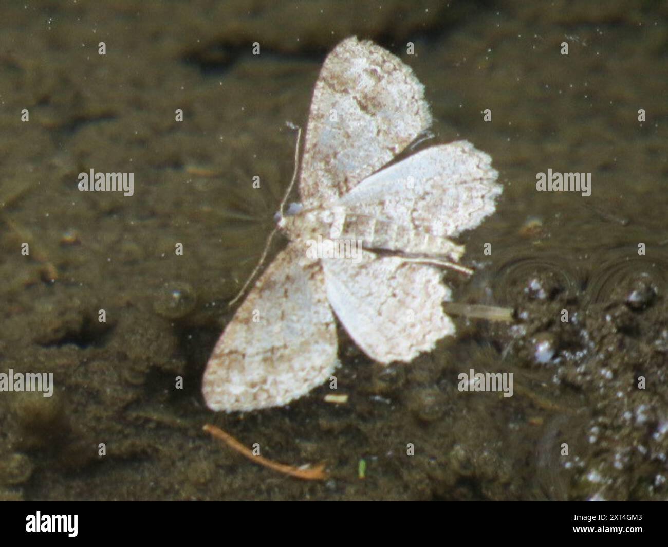 Square spot paradarisa consonaria hi-res stock photography and images ...