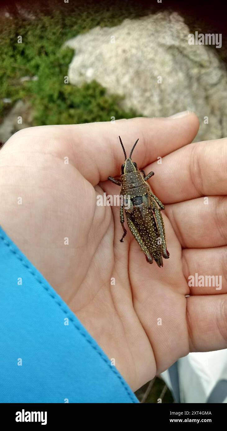 Spotted Mountain-grasshopper (Monistria concinna) Insecta Stock Photo ...