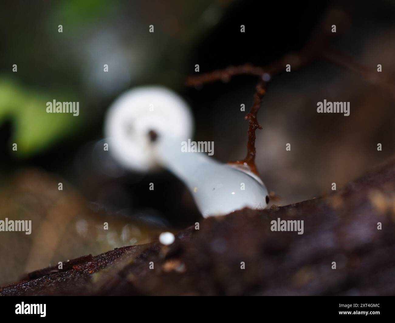 Austral Dripping Bonnet (Roridomyces austrororidus) Fungi Stock Photo ...