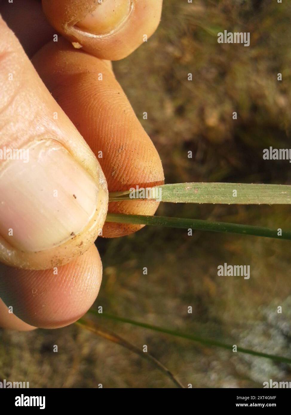 Common Russet Grass (Loudetia simplex) Plantae Stock Photo - Alamy