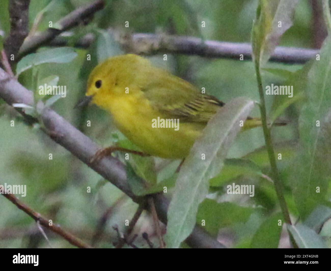 Yellow Warbler (Setophaga petechia) Aves Stock Photo - Alamy