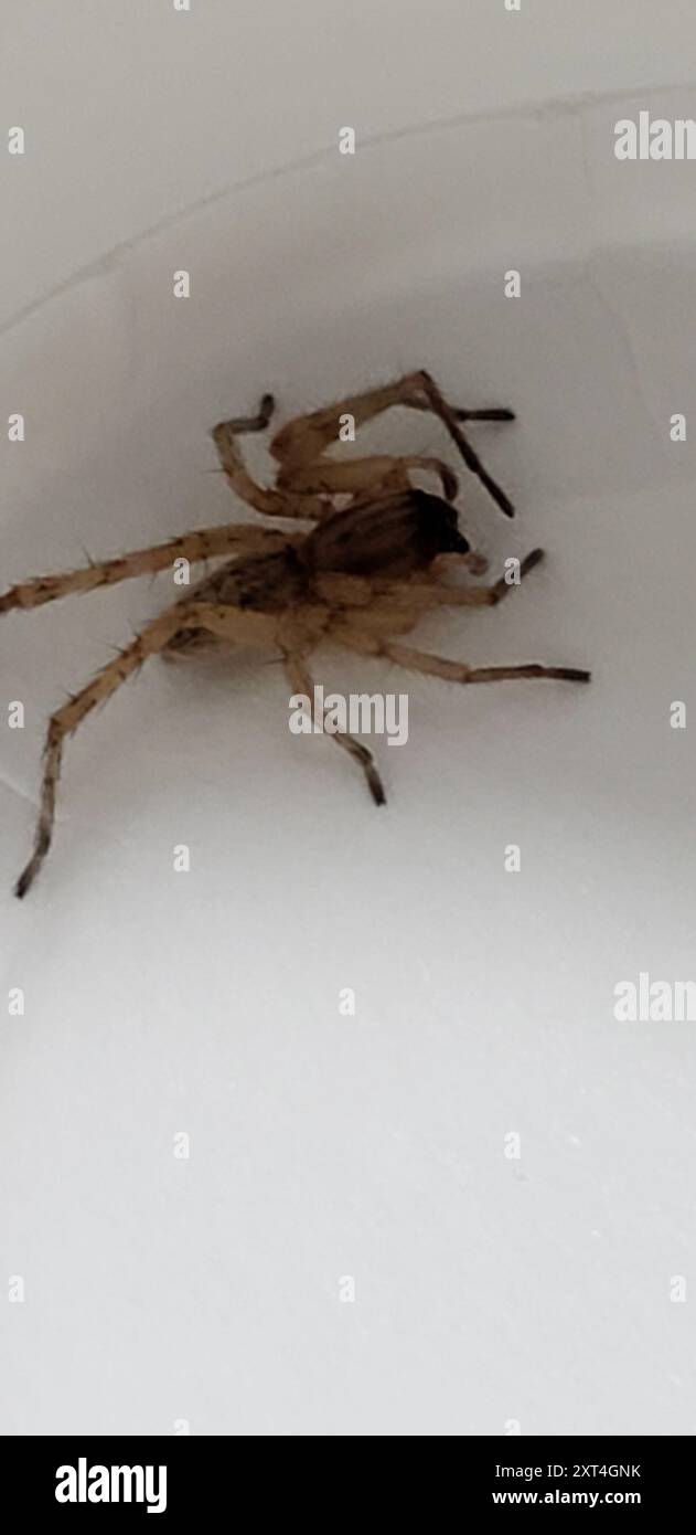 Ghost Spiders (Anyphaenidae) Arachnida Stock Photo - Alamy