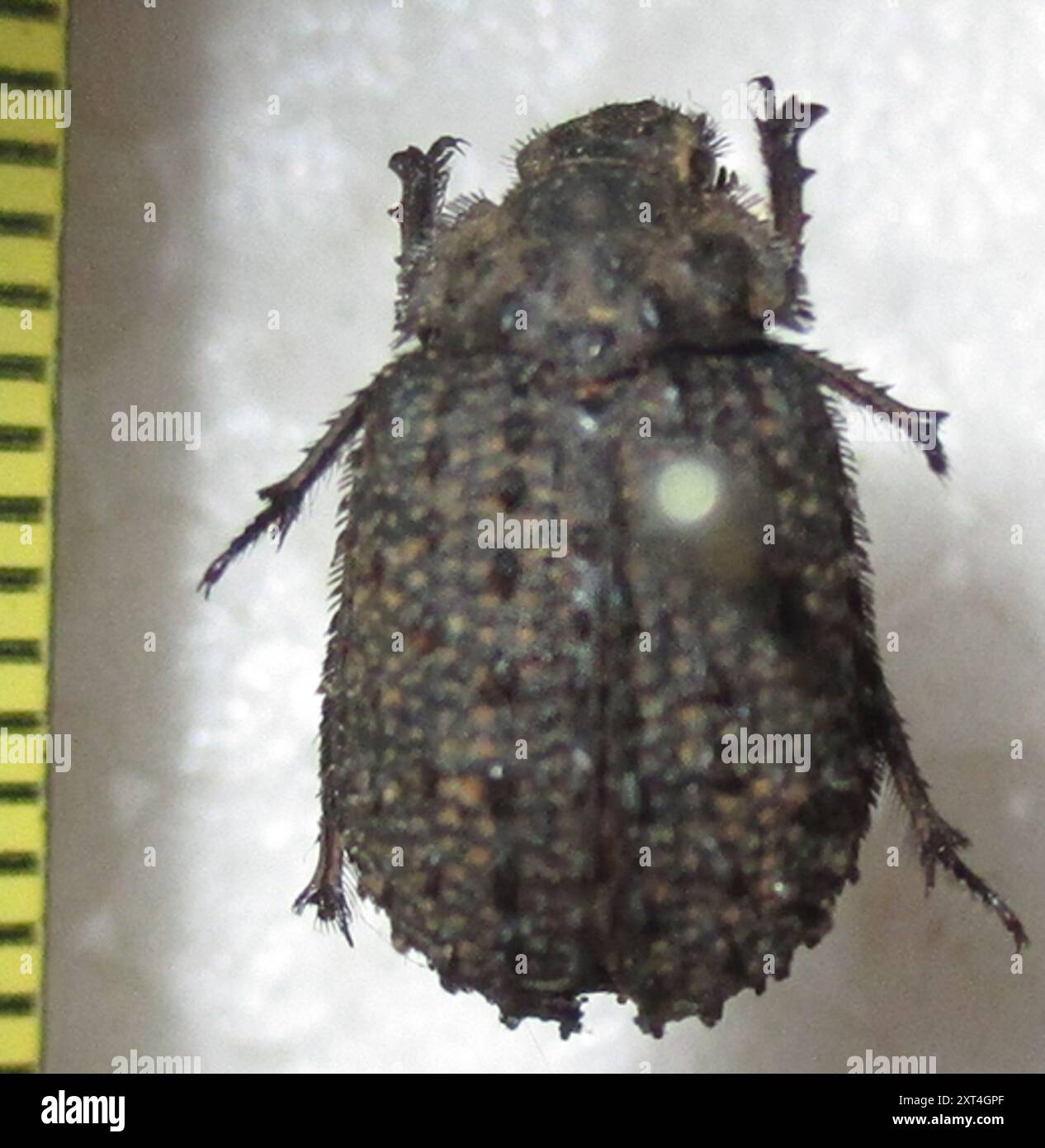 Eastern Highland Keratin Beetle (Phoberus lilianae) Insecta Stock Photo ...