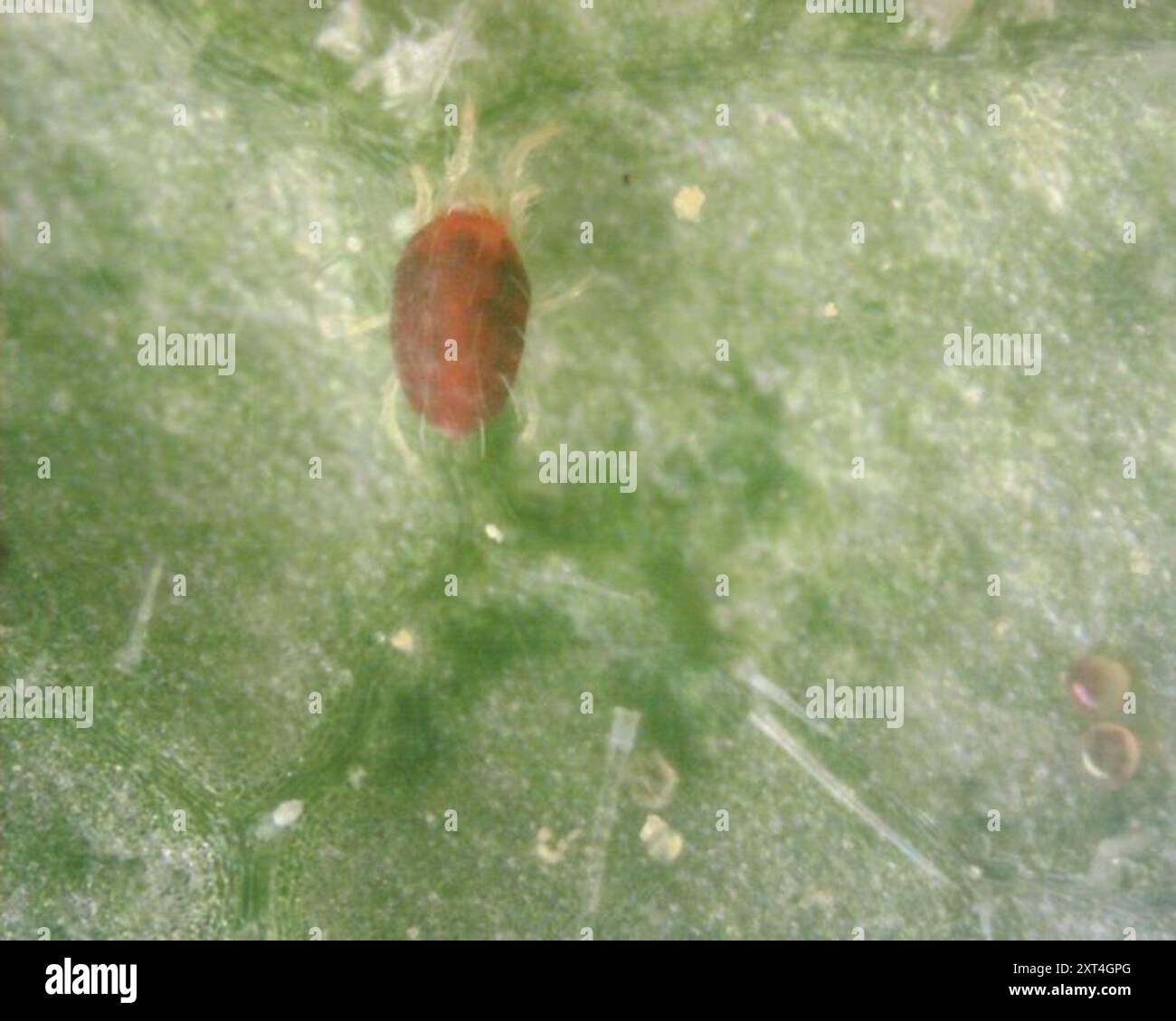 Twospotted Spider Mite (Tetranychus urticae) Arachnida Stock Photo - Alamy