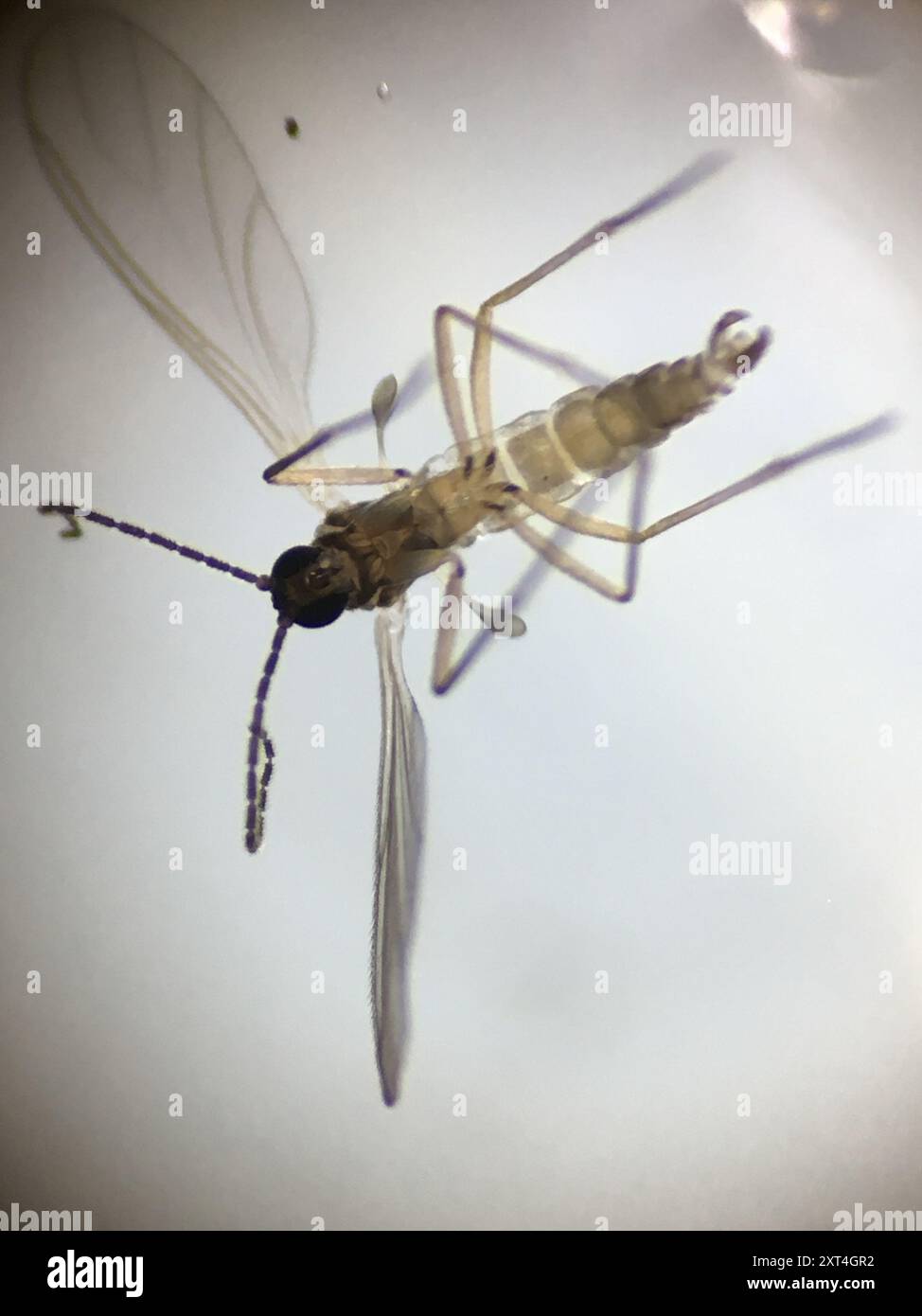 Nematoceran Flies (Nematocera) Insecta Stock Photo - Alamy