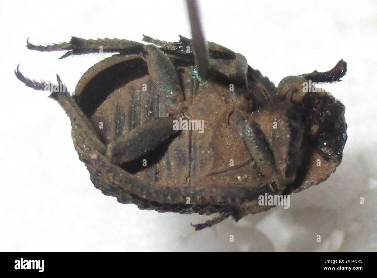Carcass Beetles (Omorgus) Insecta Stock Photo - Alamy
