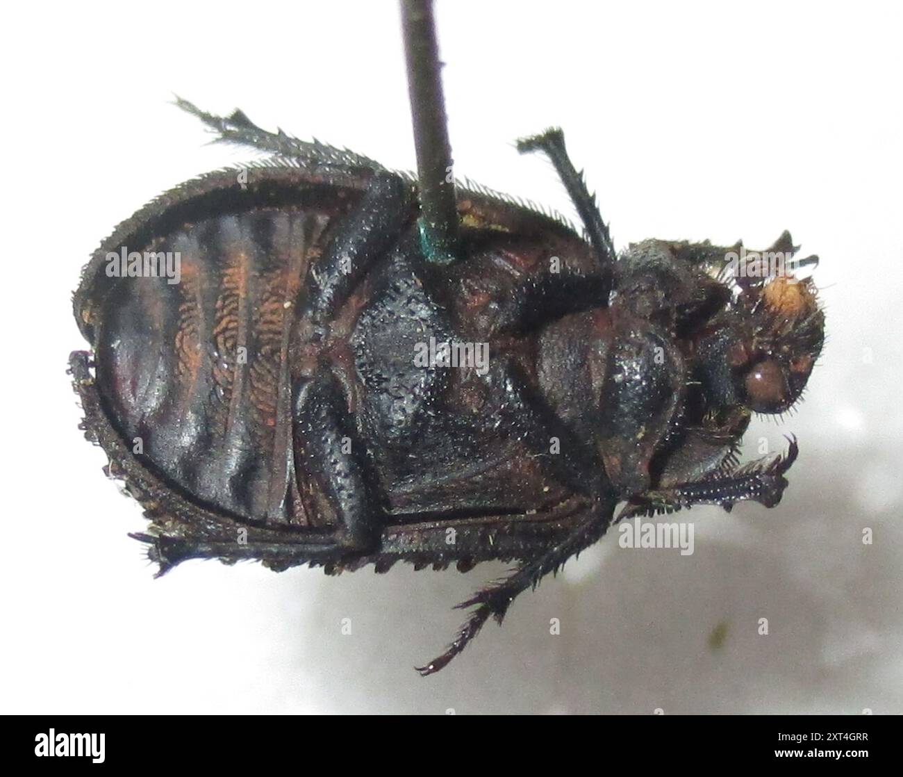 Eastern Highland Keratin Beetle (Phoberus lilianae) Insecta Stock Photo ...