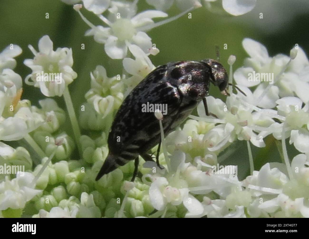 Tumbling Ragdoll (Mordella marginata) Insecta Stock Photo - Alamy