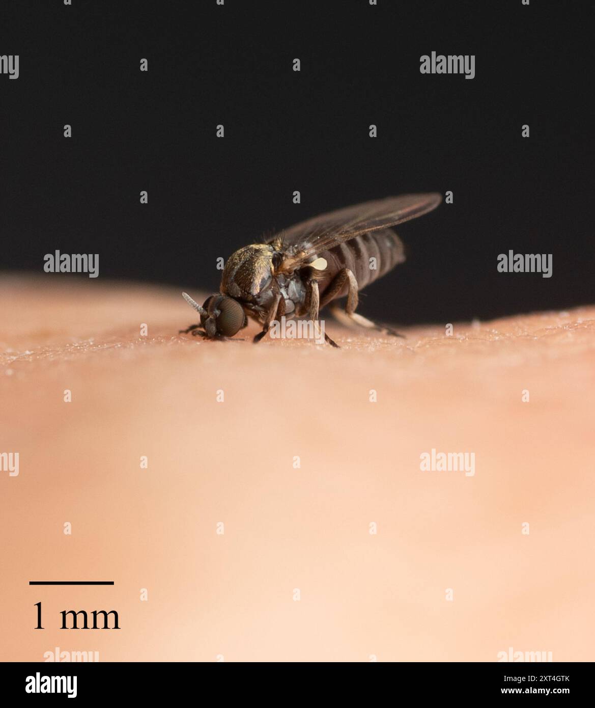 Black Flies (Simuliidae) Insecta Stock Photo - Alamy