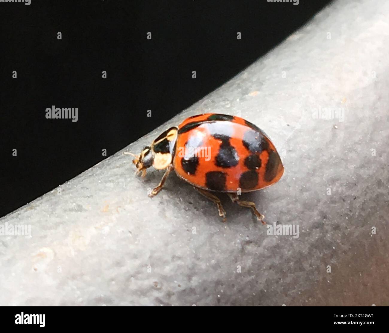 Asian Lady Beetle (Harmonia axyridis) Insecta Stock Photo - Alamy