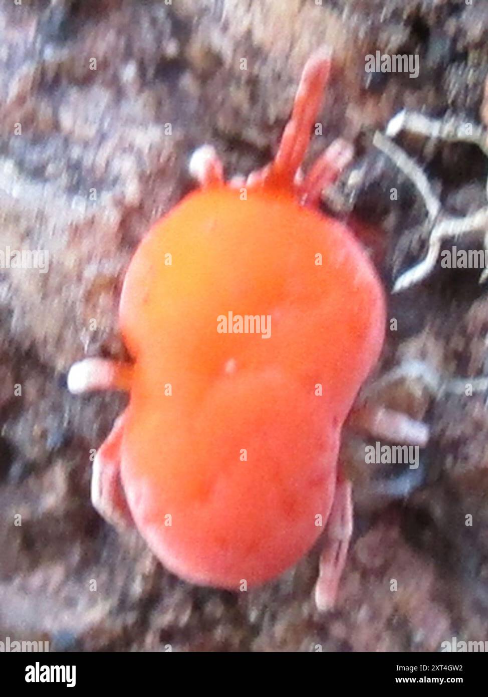 Giant Velvet Mites (Dinothrombium) Arachnida Stock Photo - Alamy