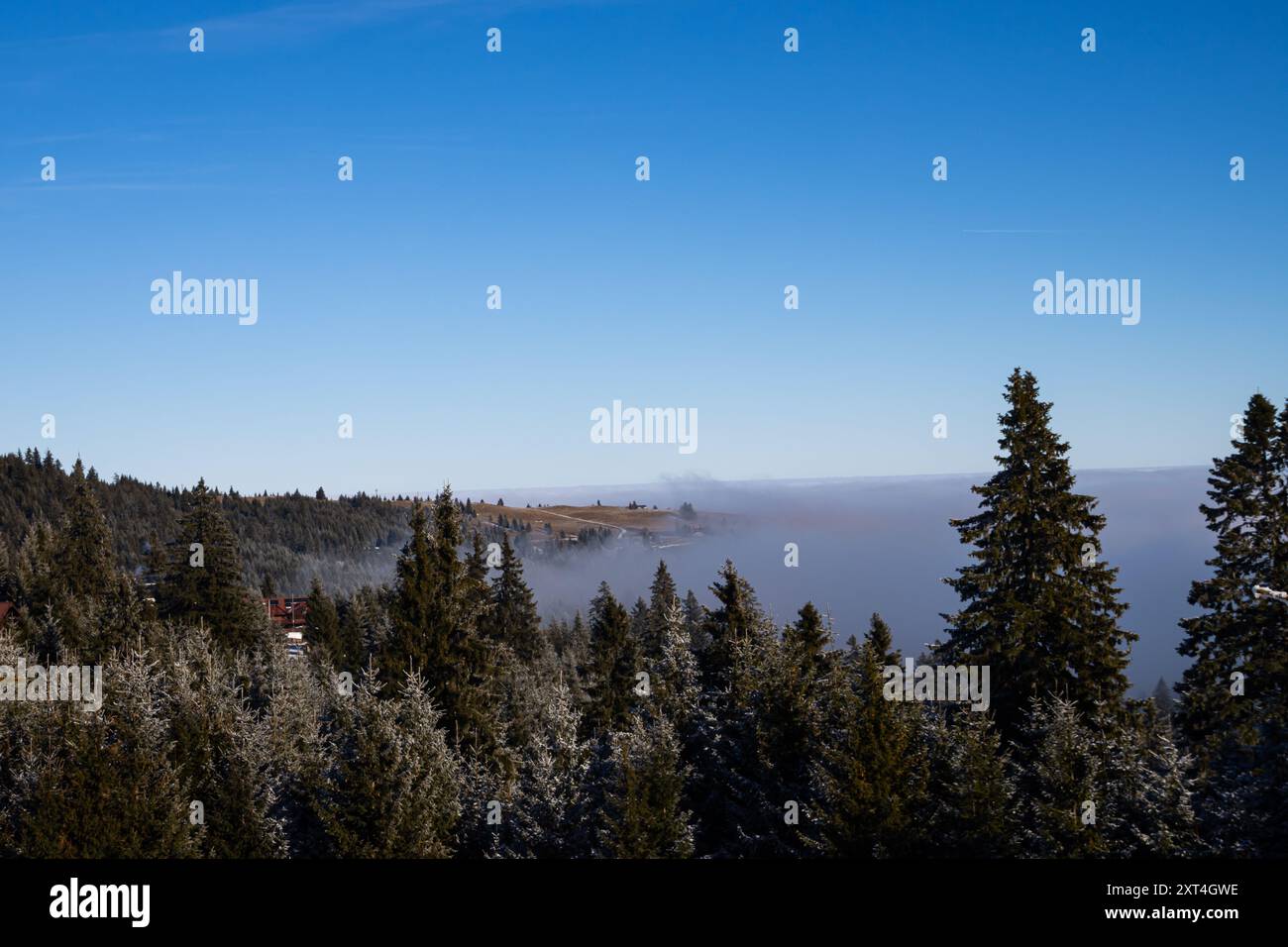 Tops of firs hi-res stock photography and images - Alamy