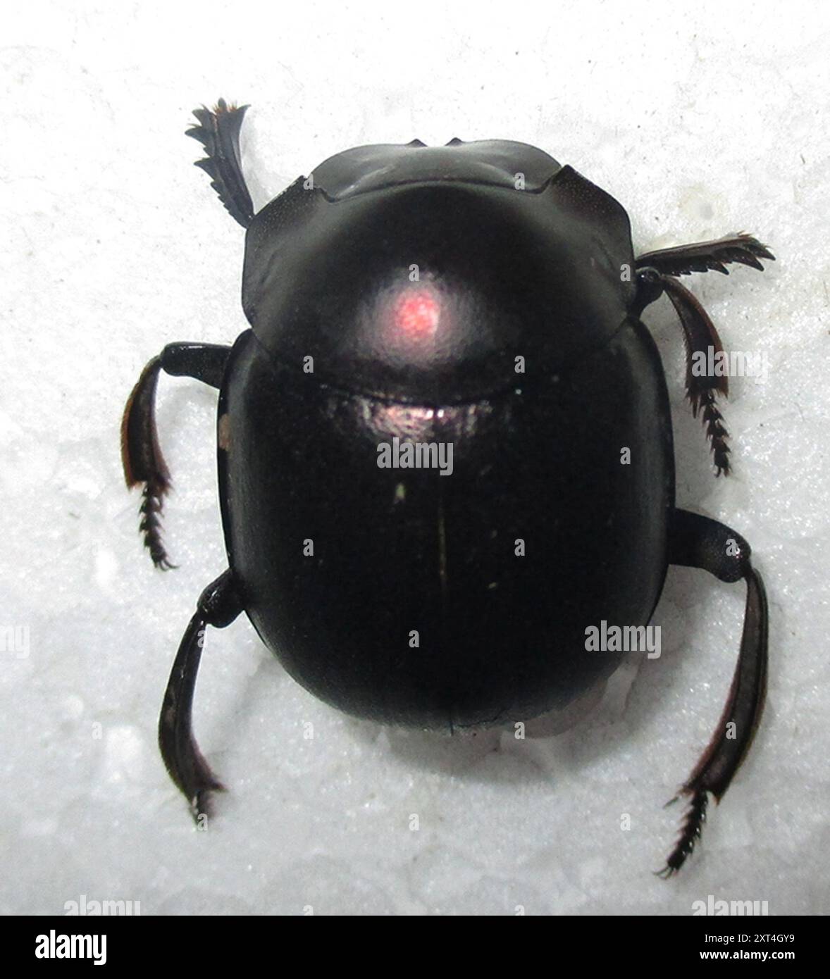 Plum Dung Beetle (Chalconotus convexus) Insecta Stock Photo - Alamy