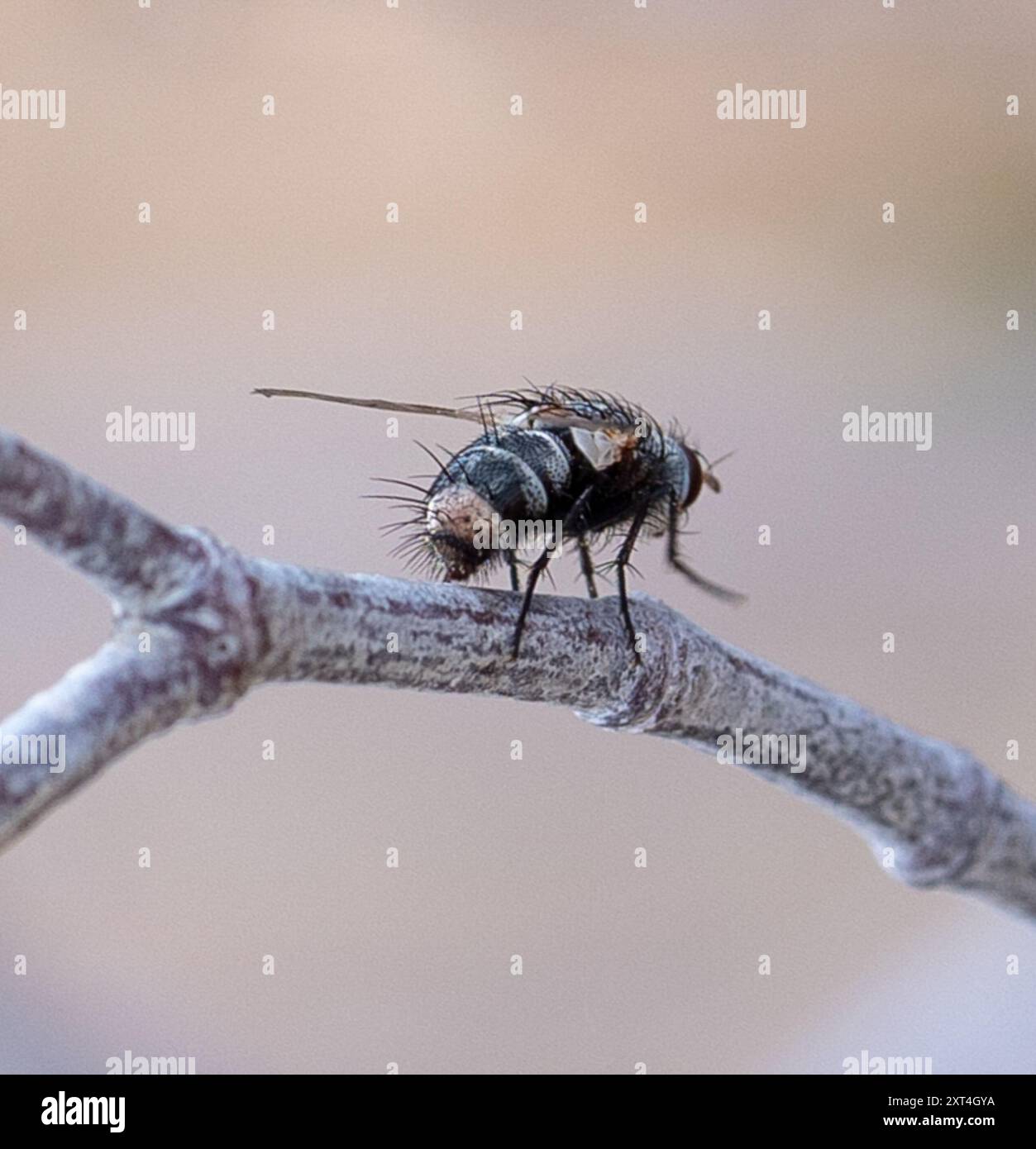 Bristle Flies (Tachinidae) Insecta Stock Photo - Alamy