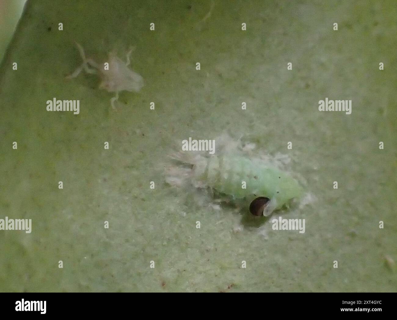 Flatid Planthoppers (Flatidae) Insecta Stock Photo - Alamy