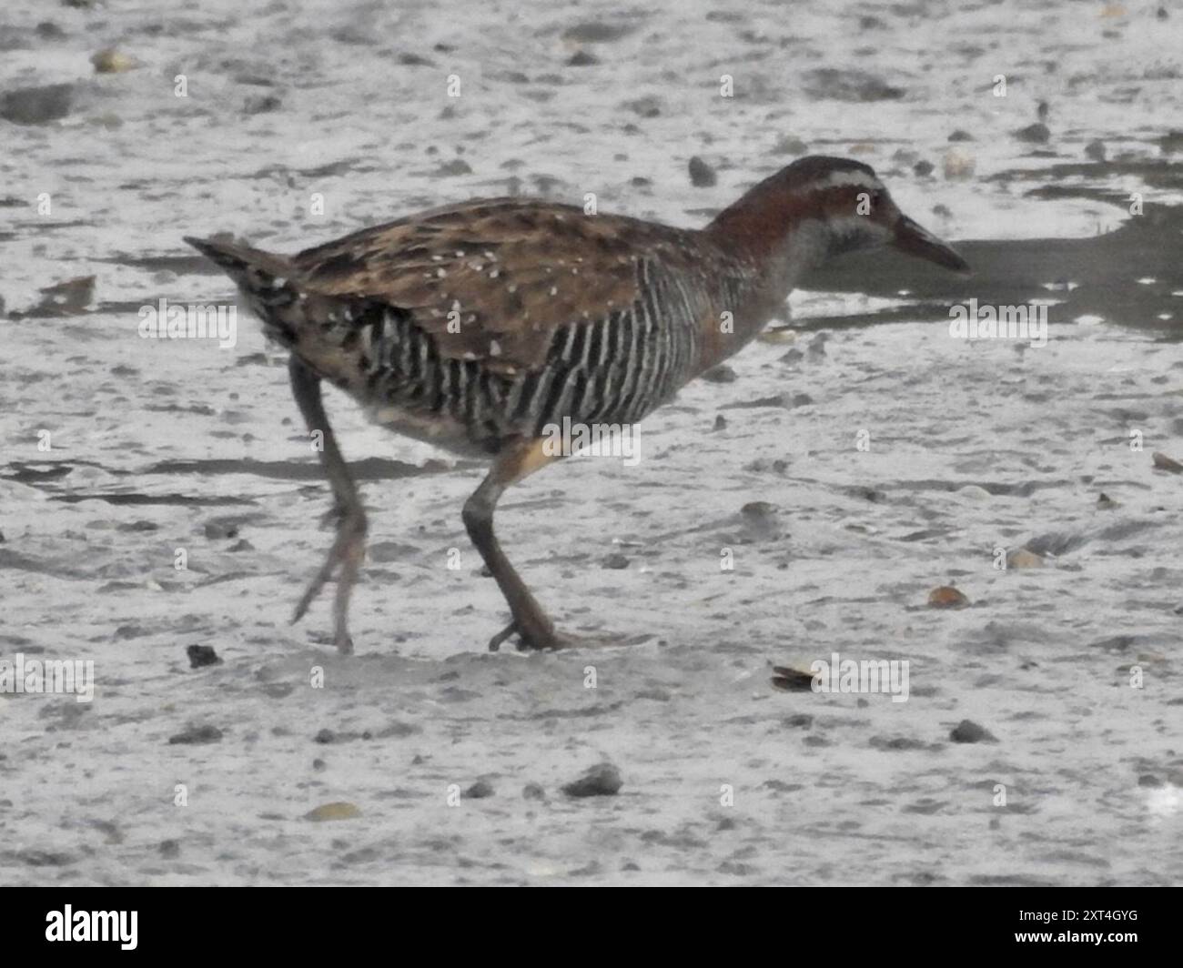New Zealand Buff-banded Rail (Gallirallus philippensis assimilis) Aves ...