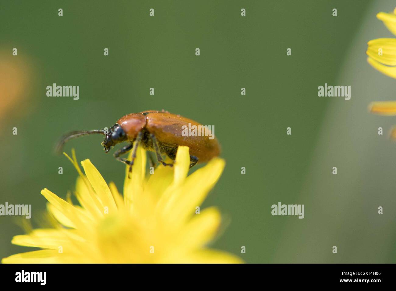 Daffodil Leaf-beetle (Exosoma lusitanicum) Insecta Stock Photo - Alamy