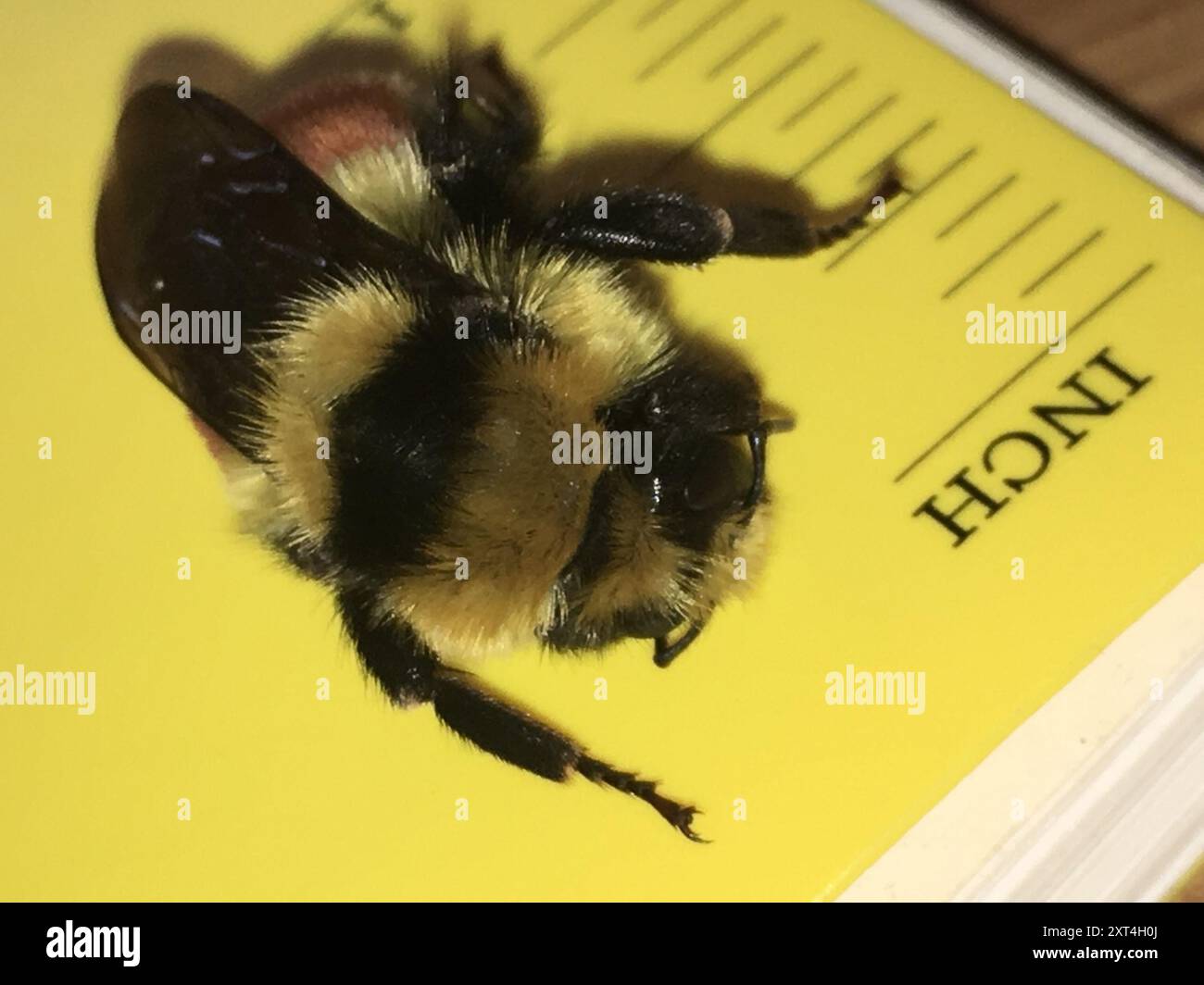 Hunt's Bumble Bee (Bombus huntii) Insecta Stock Photo - Alamy
