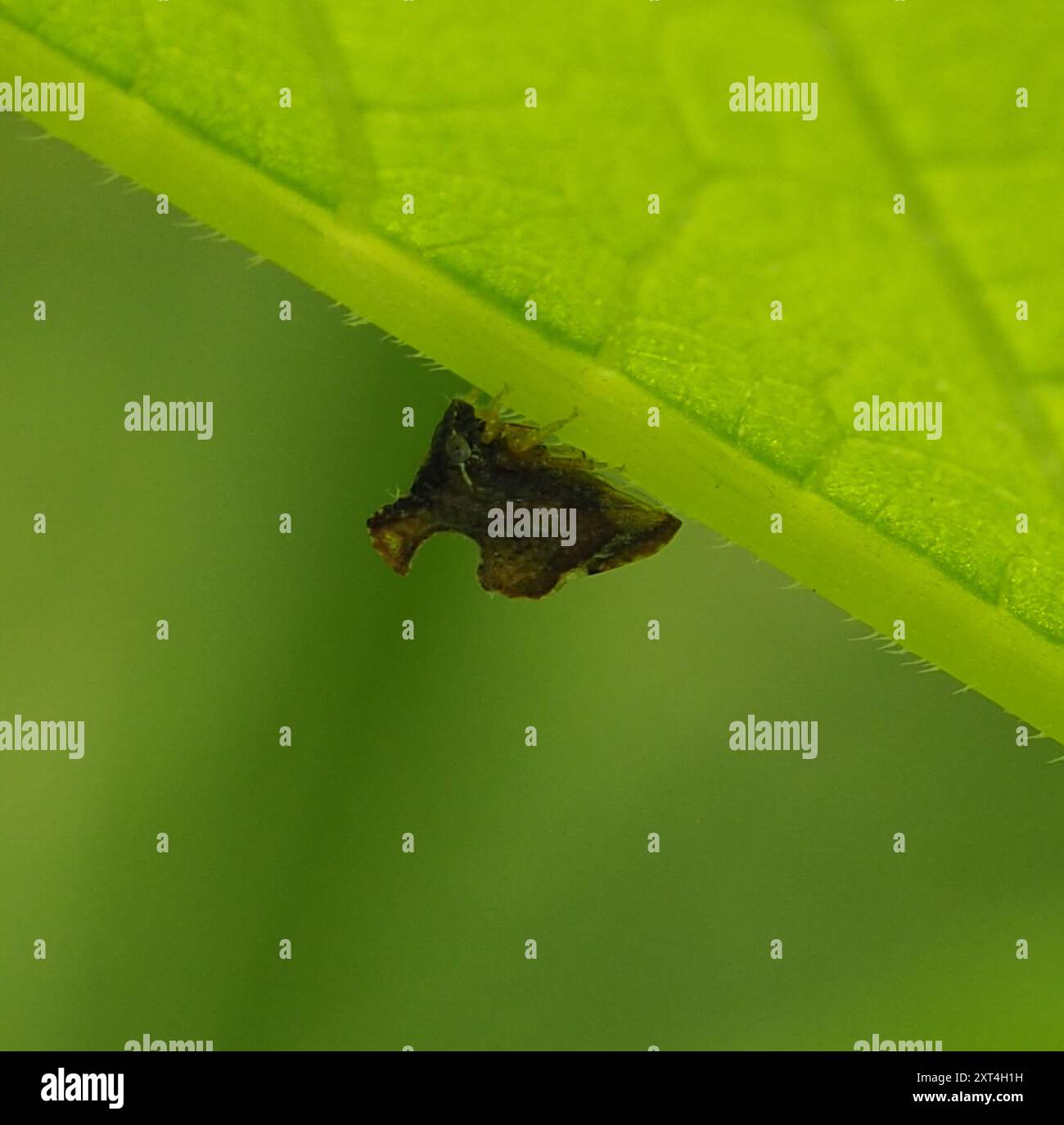 Keeled treehopper hi-res stock photography and images - Alamy