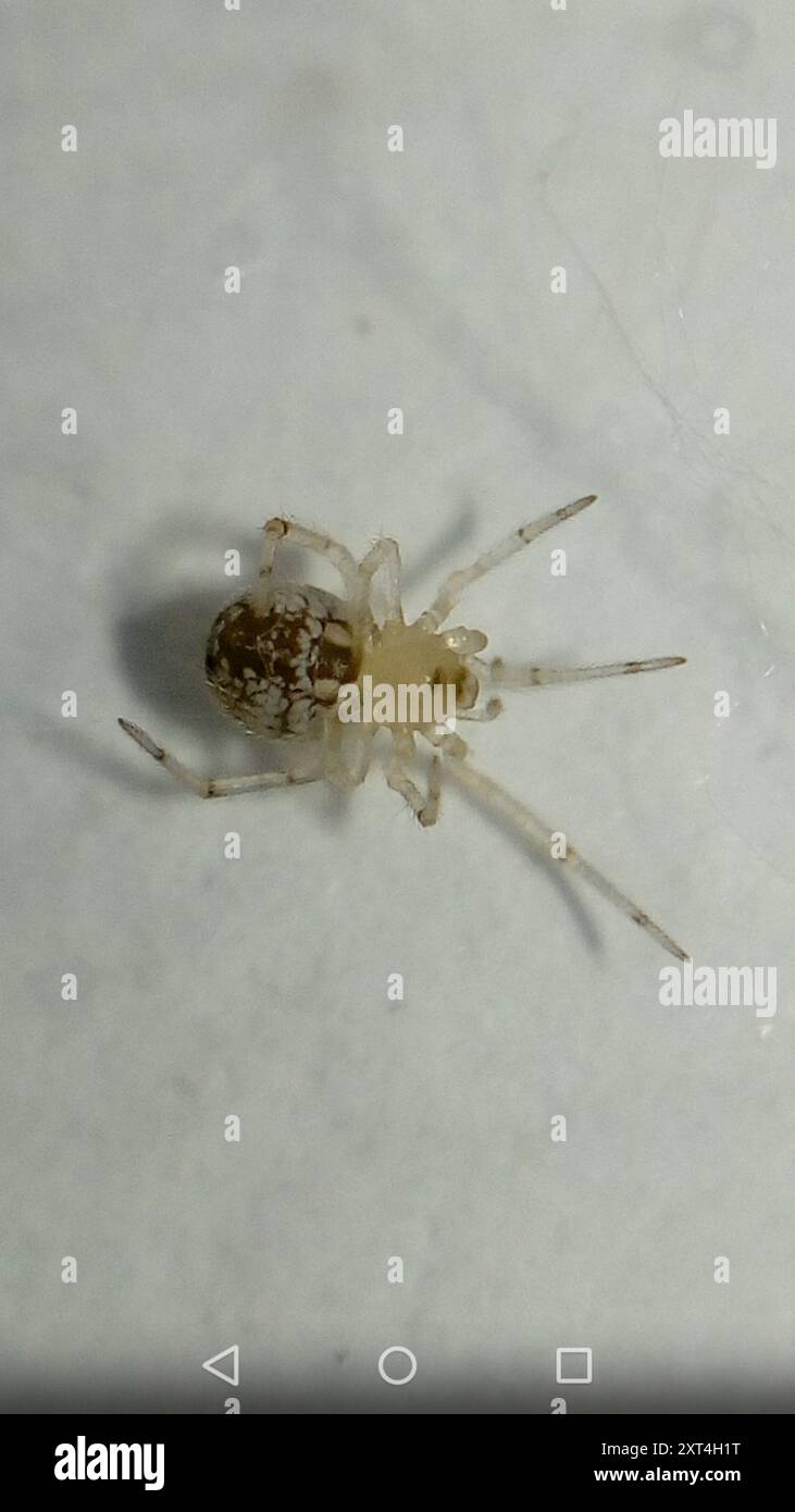 Comb-footed Spiders (Theridiidae) Arachnida Stock Photo - Alamy
