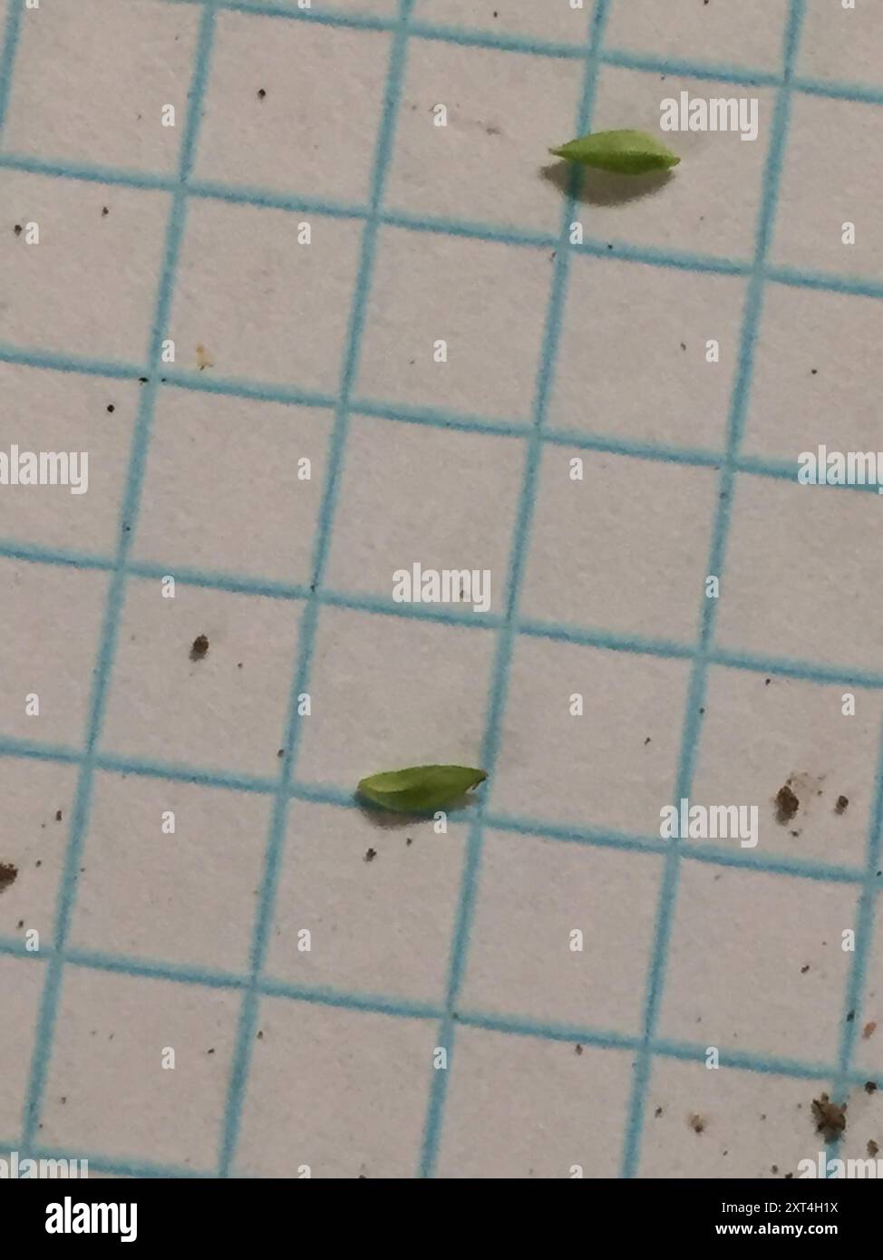 Sharpscale sedge (Carex oxylepis) Plantae Stock Photo - Alamy