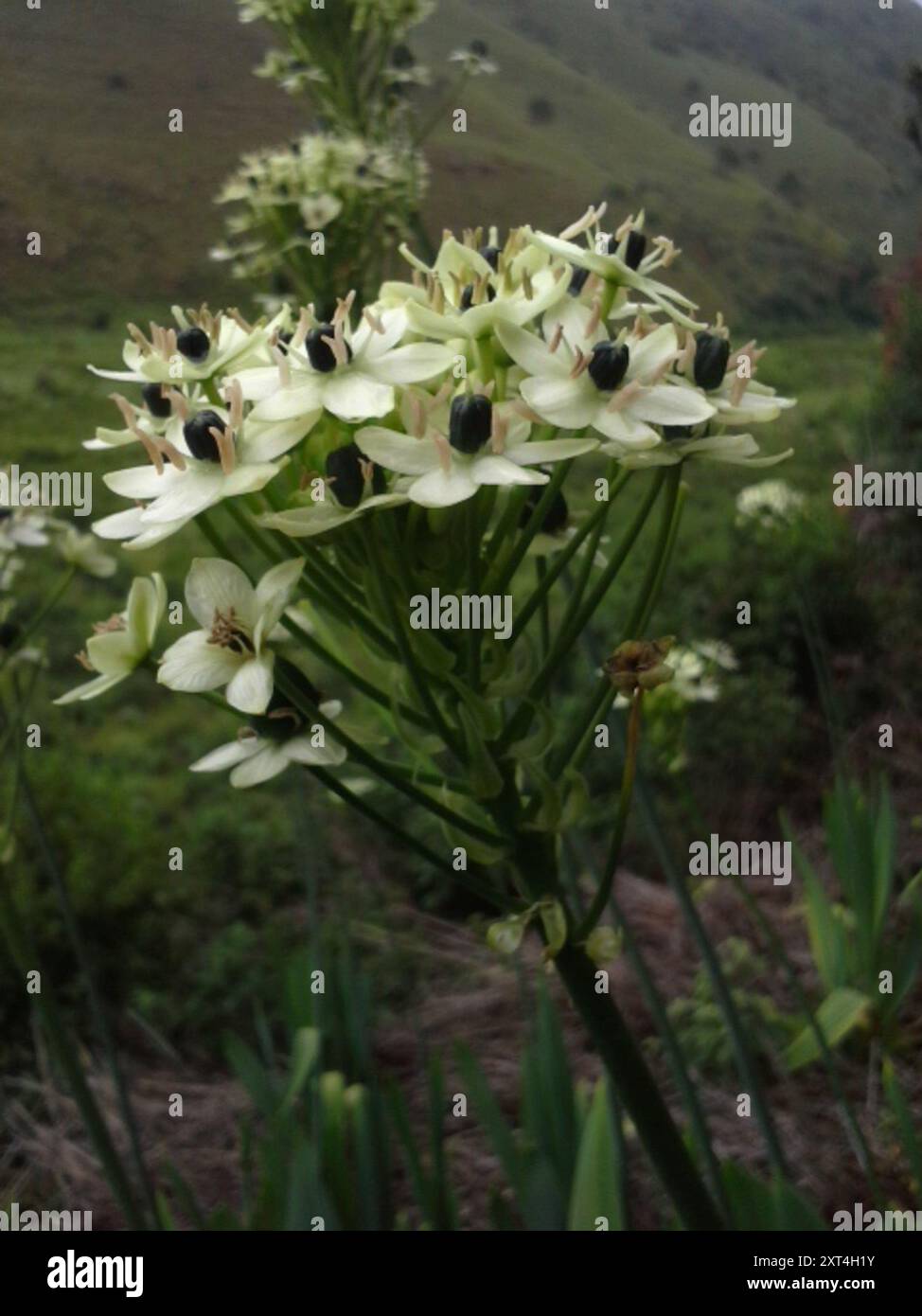 Giant Chink (Ornithogalum saundersiae) Plantae Stock Photo - Alamy
