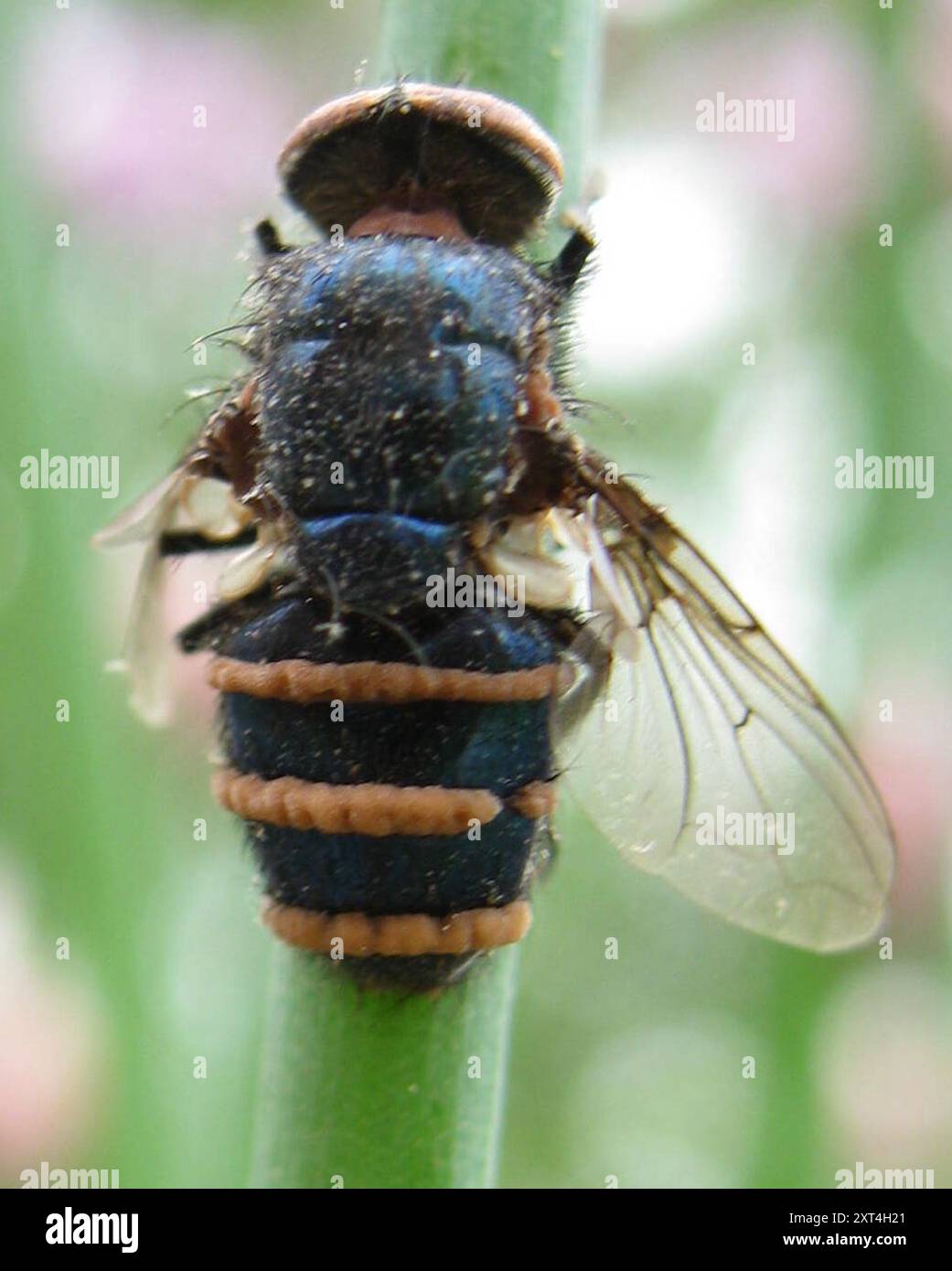 Fly Death Fungi (Entomophthora muscae) Fungi Stock Photo - Alamy