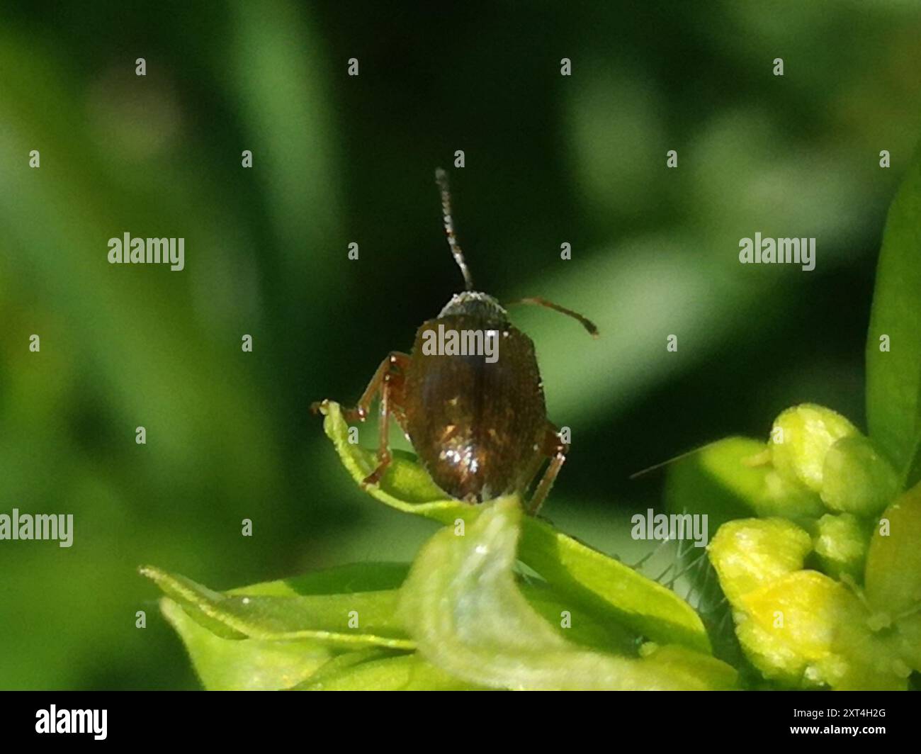 Brown Leaf Weevil (Phyllobius oblongus) Insecta Stock Photo - Alamy