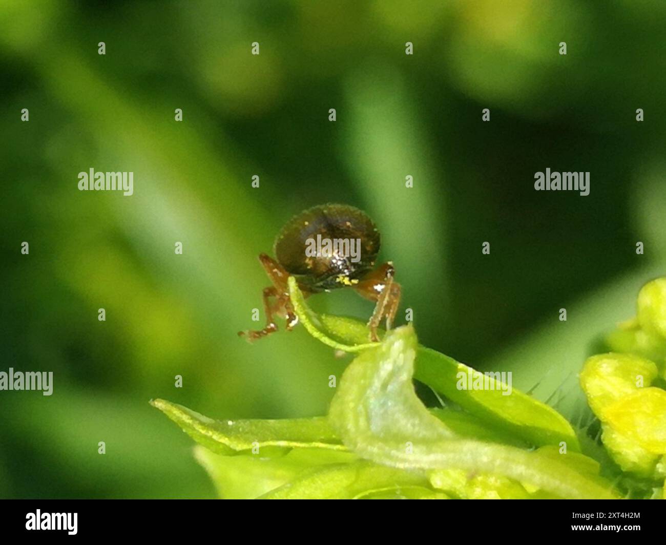 Brown Leaf Weevil (Phyllobius oblongus) Insecta Stock Photo - Alamy