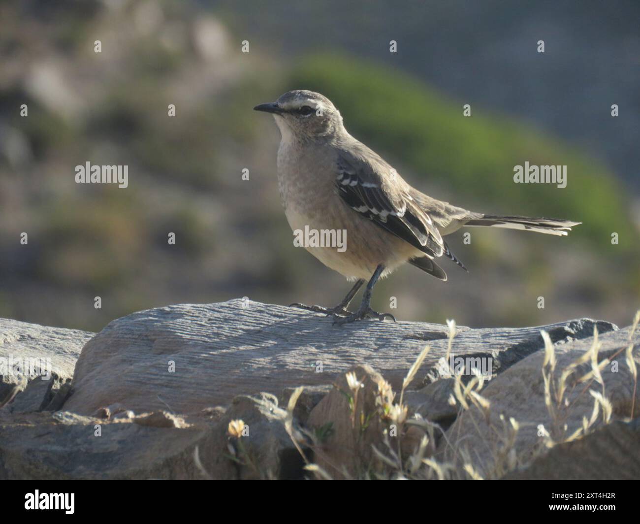Patagonian Mockingbird (Mimus patagonicus) Aves Stock Photo - Alamy