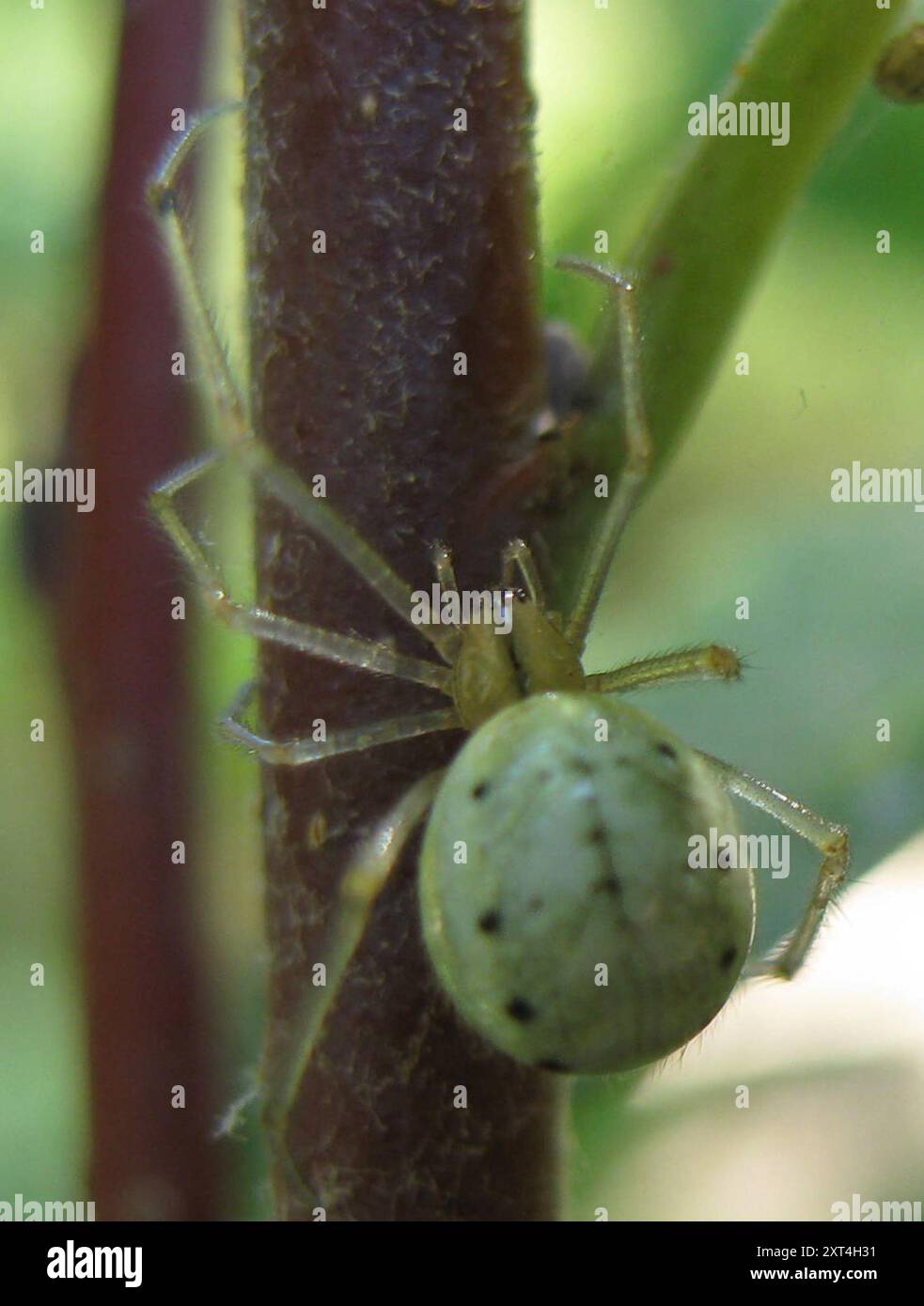 Common candy-striped spider (Enoplognatha ovata) Arachnida Stock Photo ...