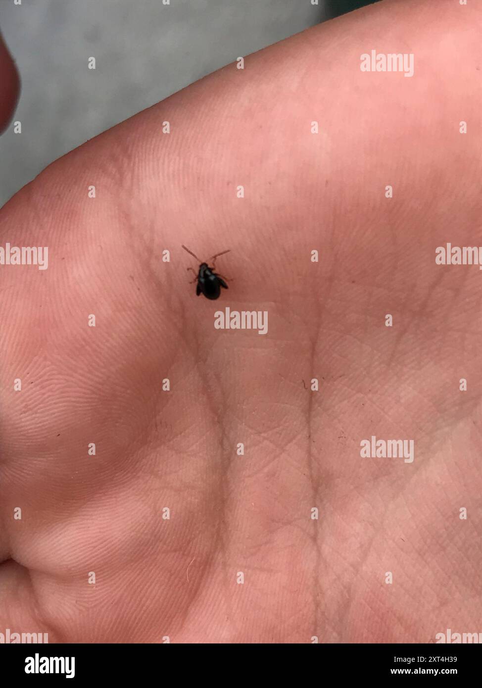 Flea Beetles (Alticini) Insecta Stock Photo - Alamy