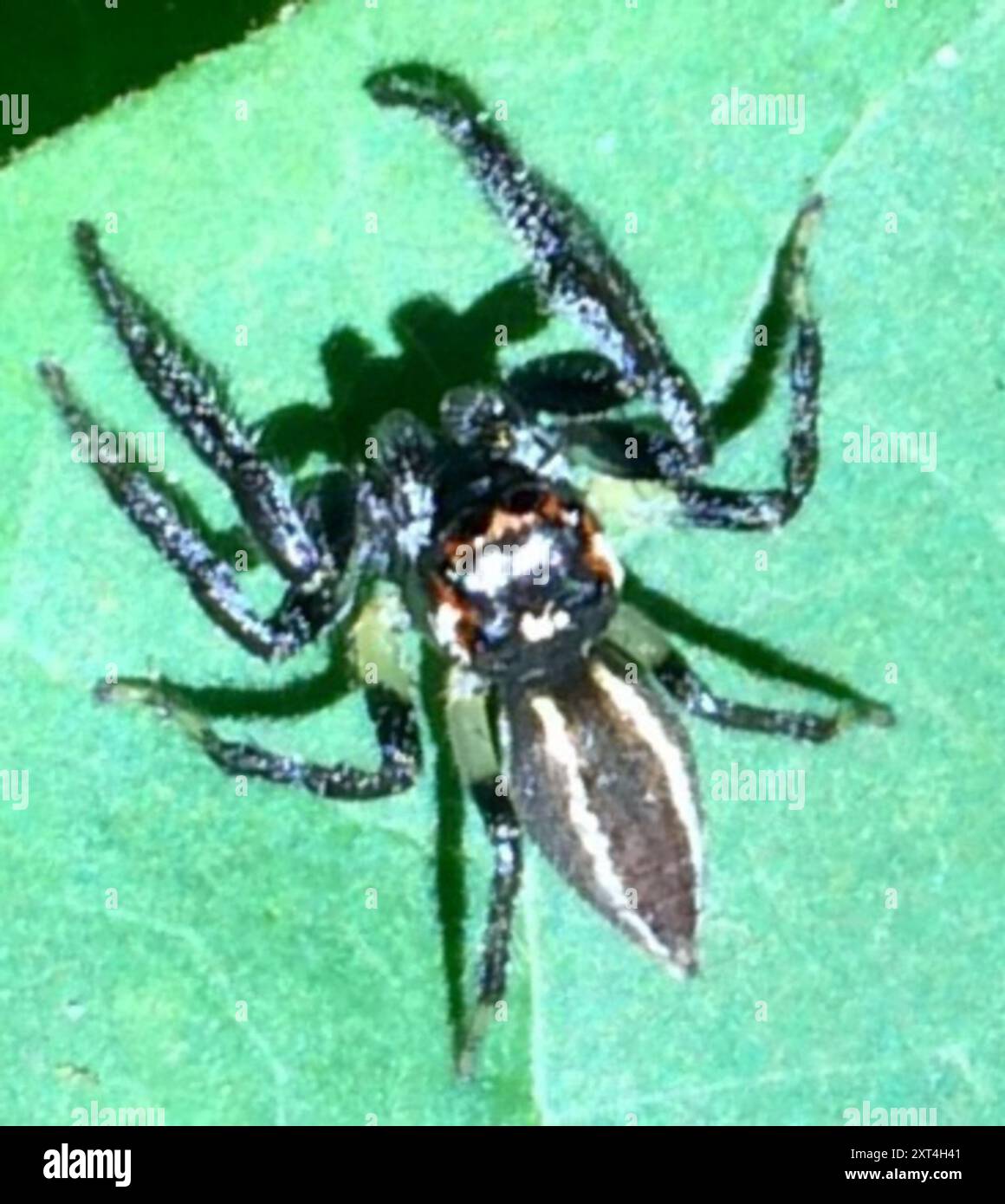 Sylvan Jumping Spider (Colonus sylvanus) Arachnida Stock Photo - Alamy
