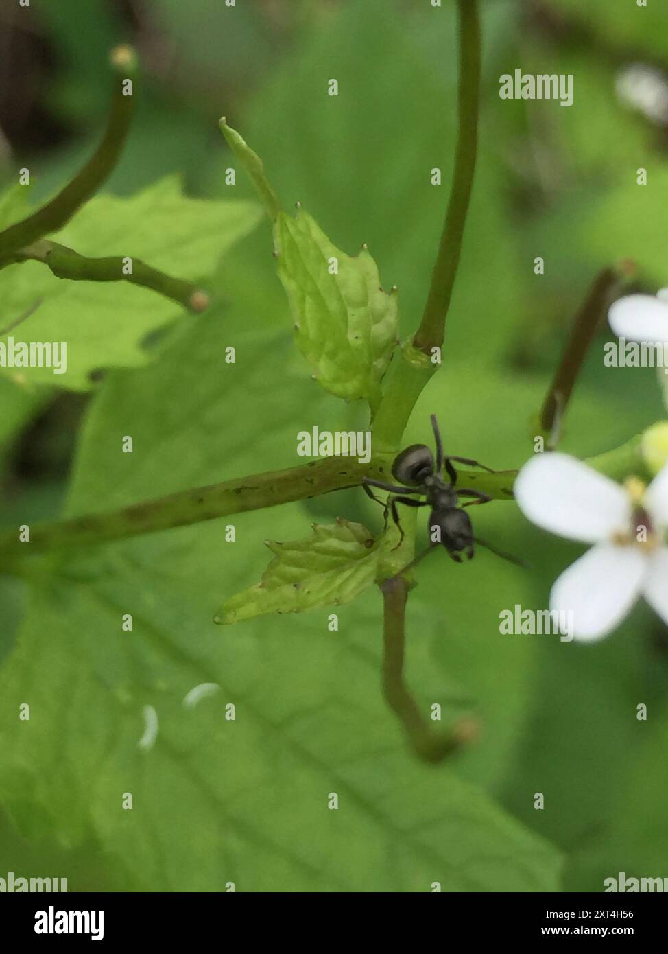 Silky Field Ant (Formica subsericea) Insecta Stock Photo - Alamy