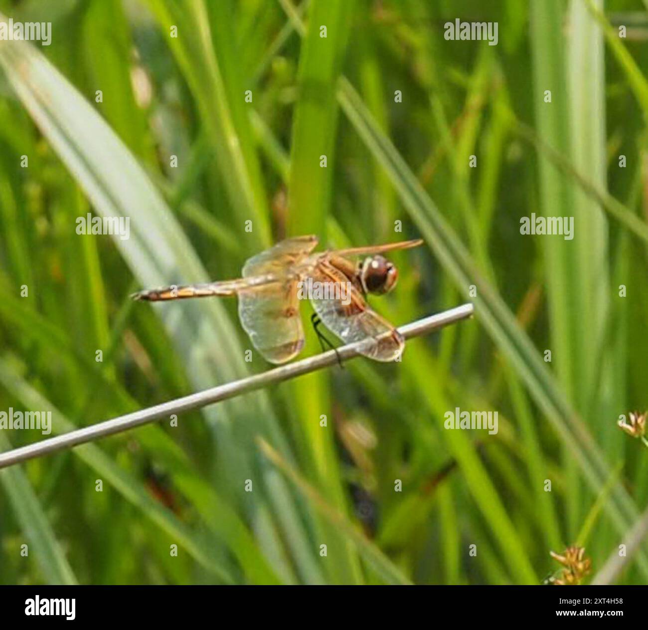 Painted Skimmer (Libellula semifasciata) Insecta Stock Photo - Alamy