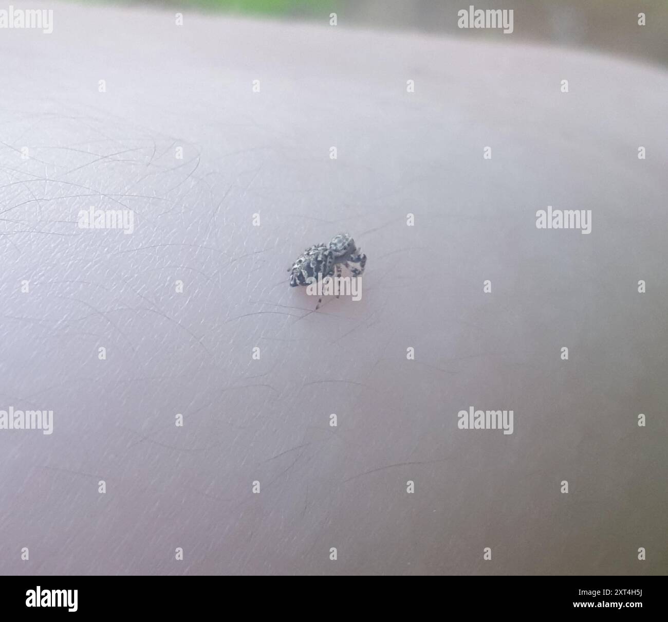 Peppered Jumping Spider (Pelegrina galathea) Arachnida Stock Photo - Alamy