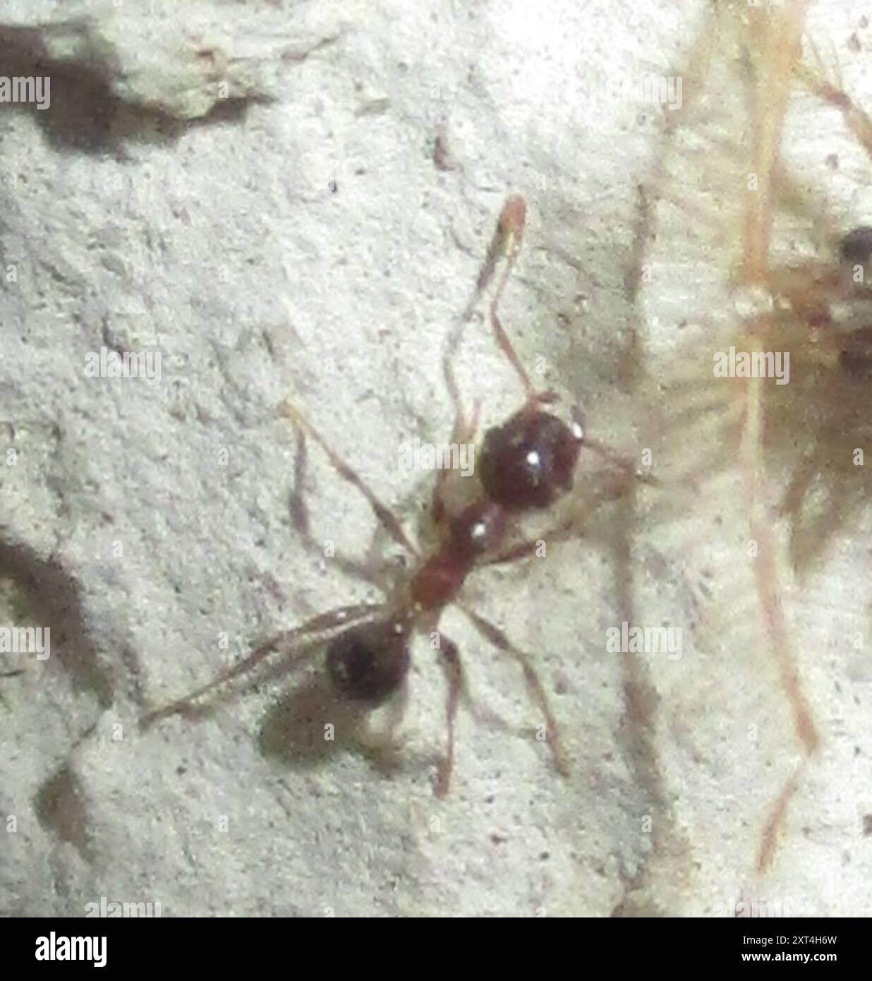 African Big-headed Ant (Pheidole megacephala) Insecta Stock Photo - Alamy