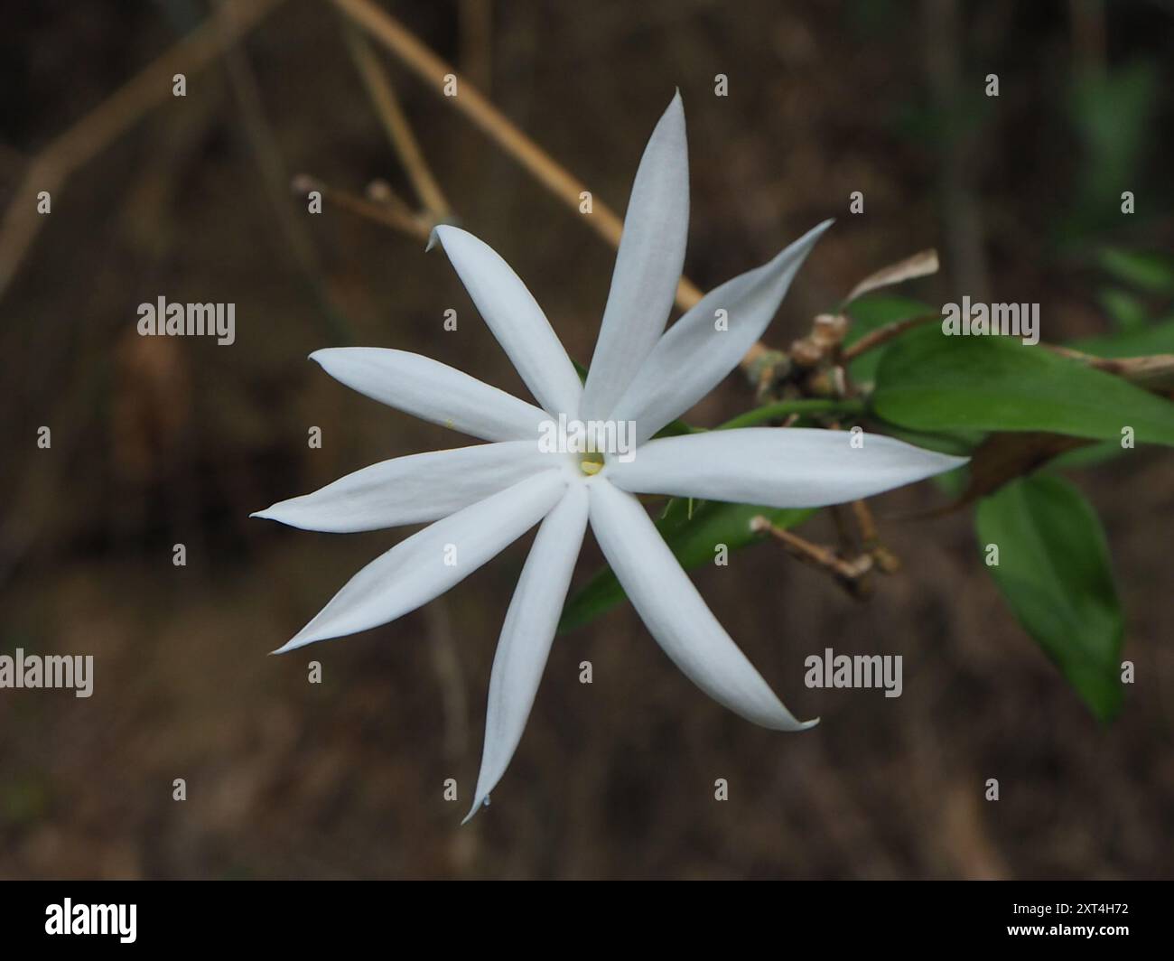 wild kund (Jasminum nervosum) Plantae Stock Photo - Alamy