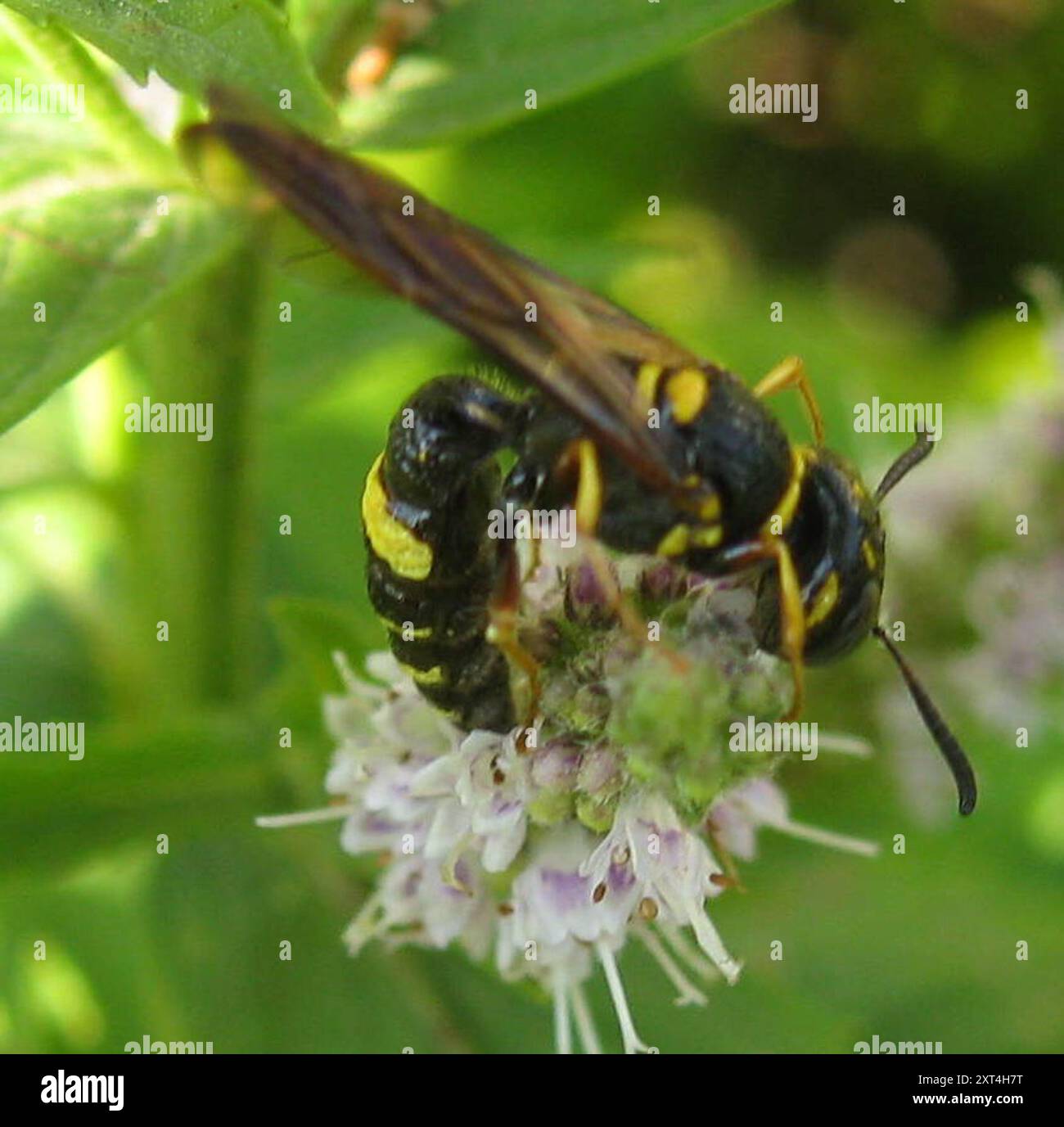 Hump-backed Beewolf (Philanthus gibbosus) Insecta Stock Photo - Alamy