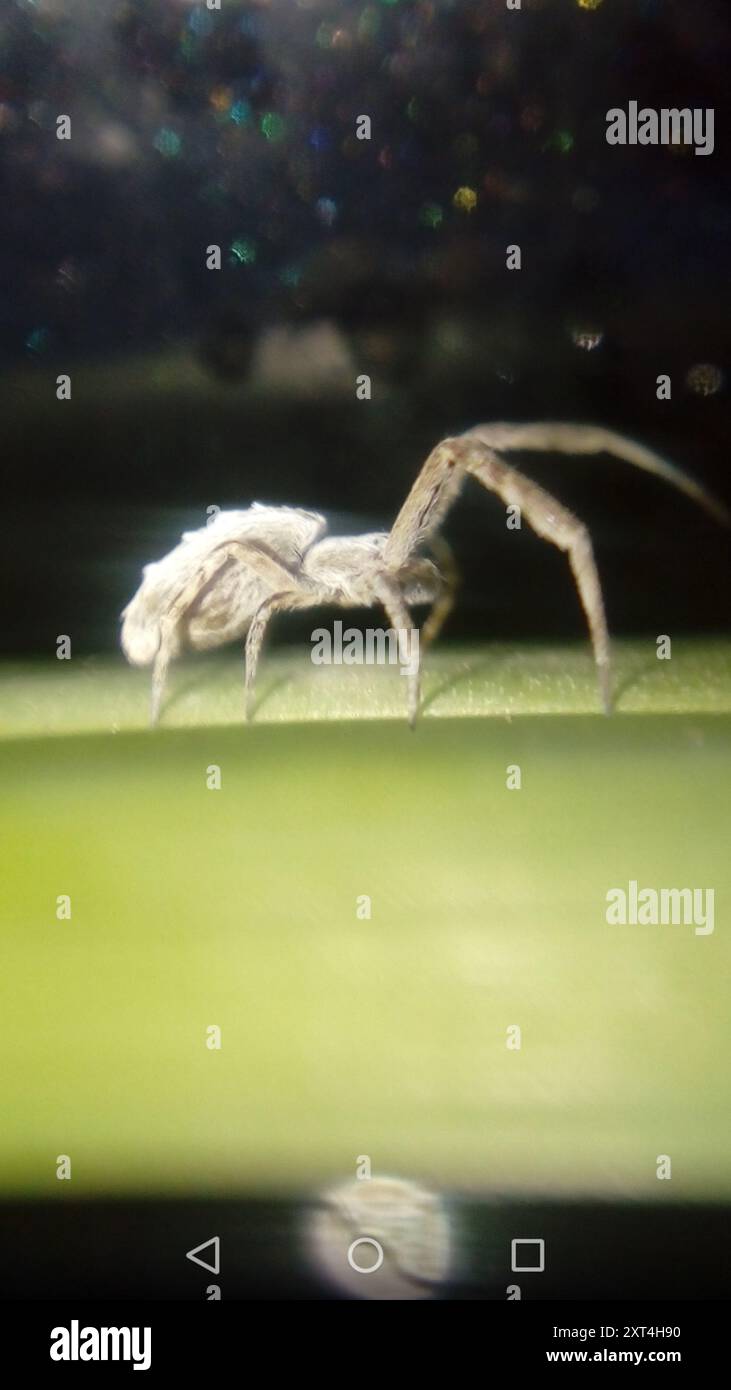 Walckenaer's Feather-legged Spider (Uloborus walckenaerius) Arachnida ...