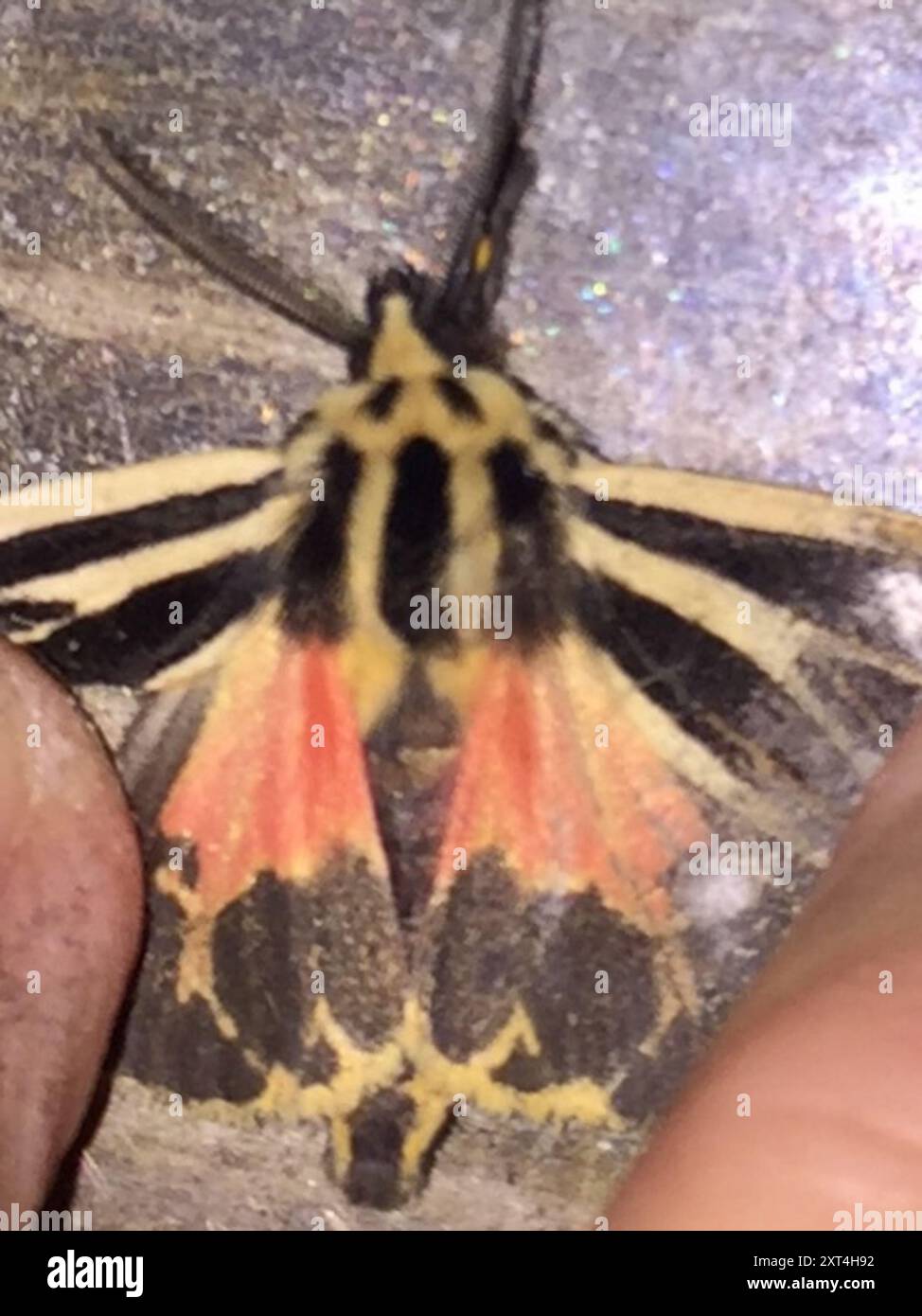 Nais Tiger Moth (Apantesis nais) Insecta Stock Photo - Alamy