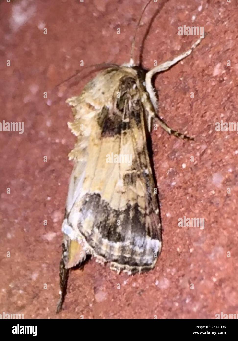 Velvet Armyworm Moth (Spodoptera latifascia) Insecta Stock Photo - Alamy
