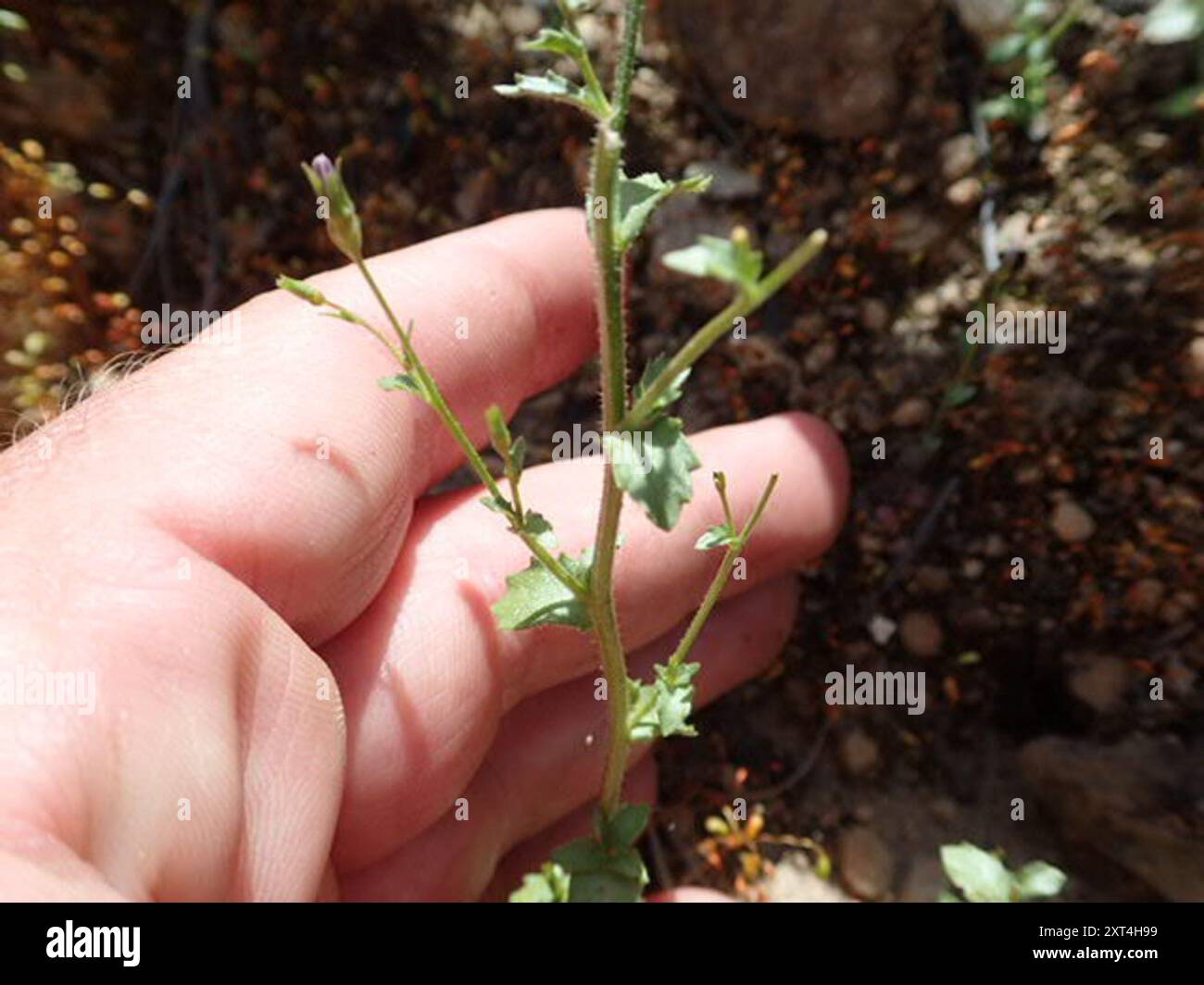 Eastwood's bellflower (Ravenella angustiflora) Plantae Stock Photo - Alamy