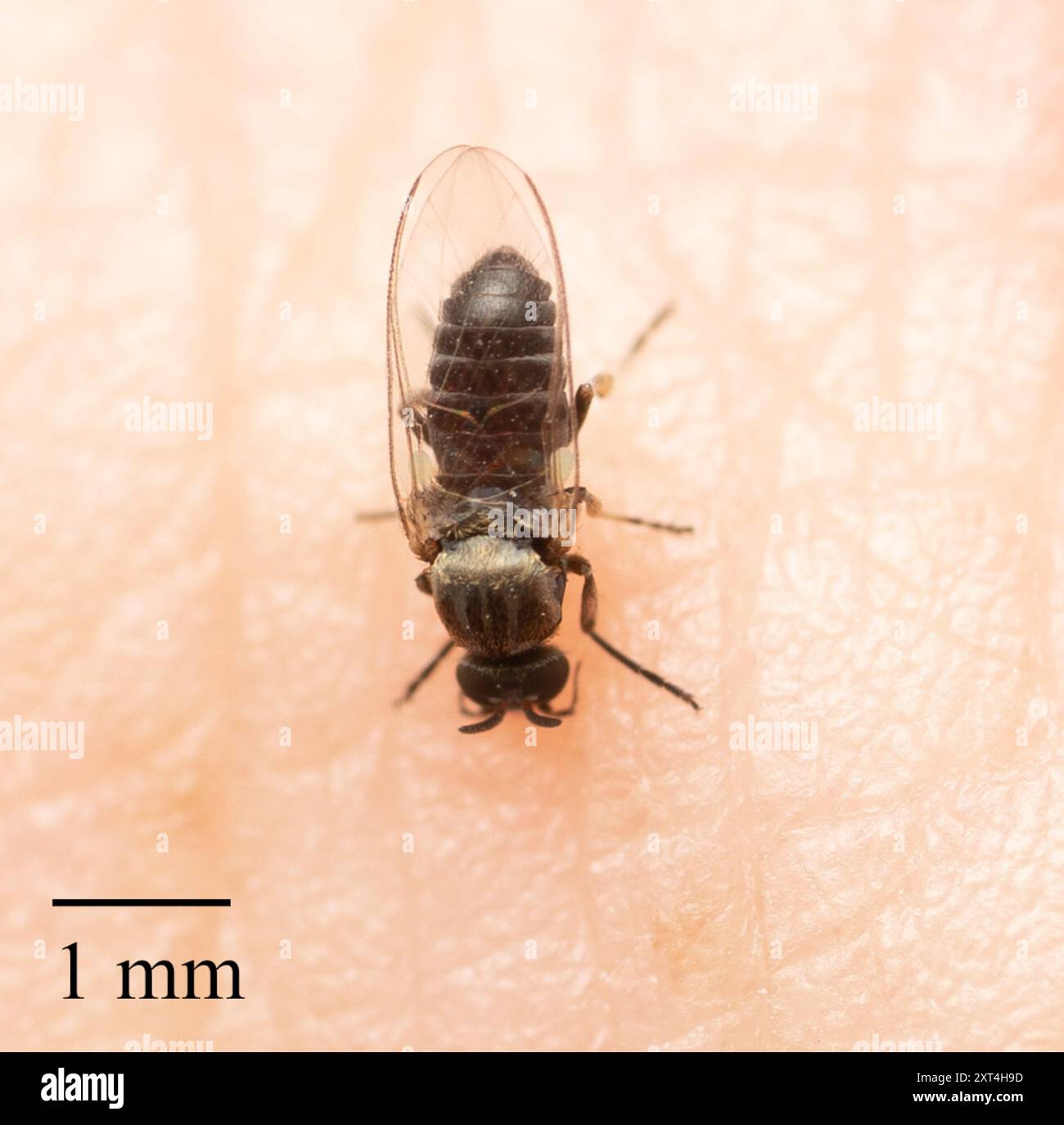 Black Flies (Simuliidae) Insecta Stock Photo - Alamy