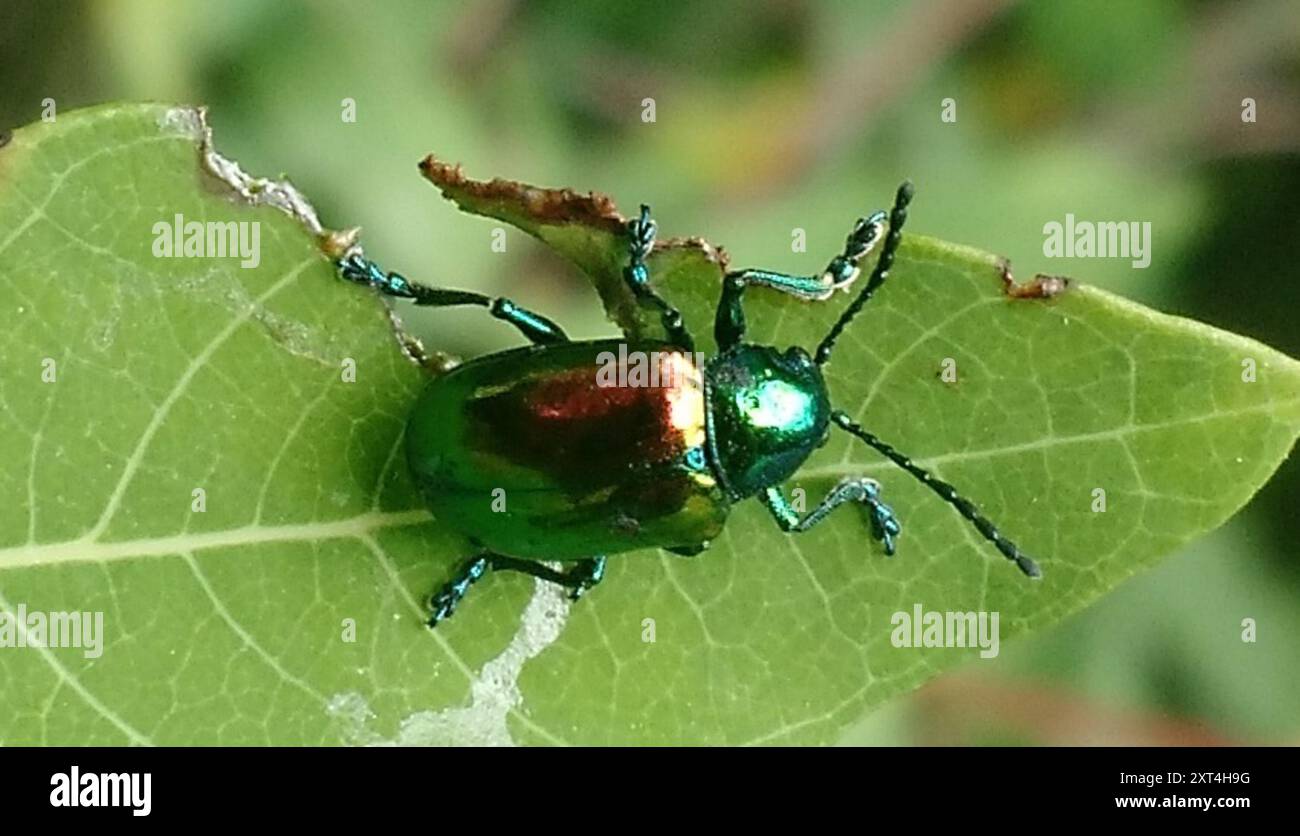 Dogbane Leaf Beetle (Chrysochus auratus) Insecta Stock Photo - Alamy