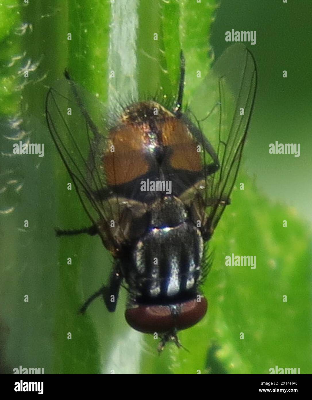 Face fly (Musca autumnalis) Insecta Stock Photo - Alamy
