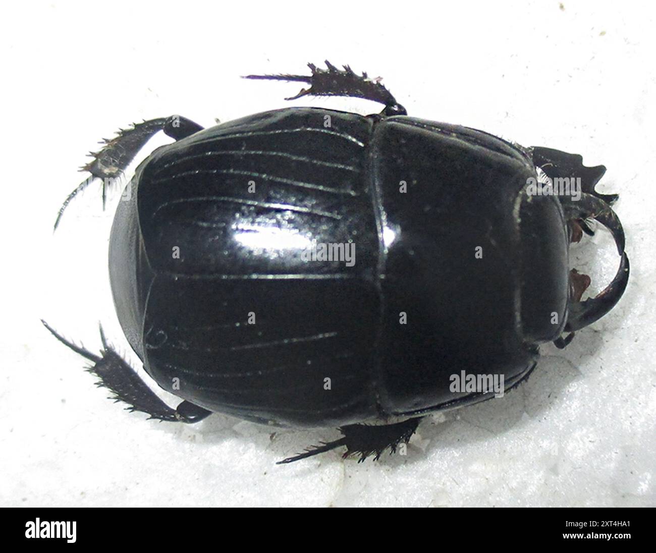 Hister Beetles (Histeridae) Insecta Stock Photo - Alamy