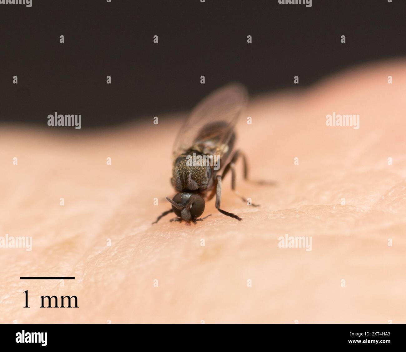 Black Flies (Simuliidae) Insecta Stock Photo - Alamy